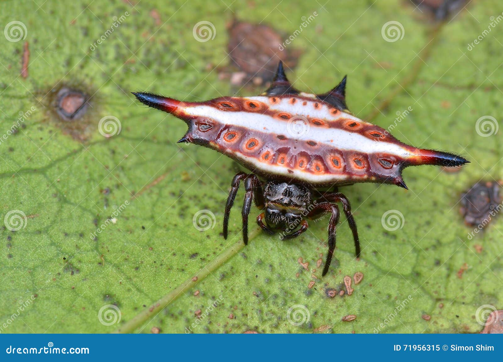 Spiny Orb-Weaver Spider stock image. Image of legs, leaf - 71956315