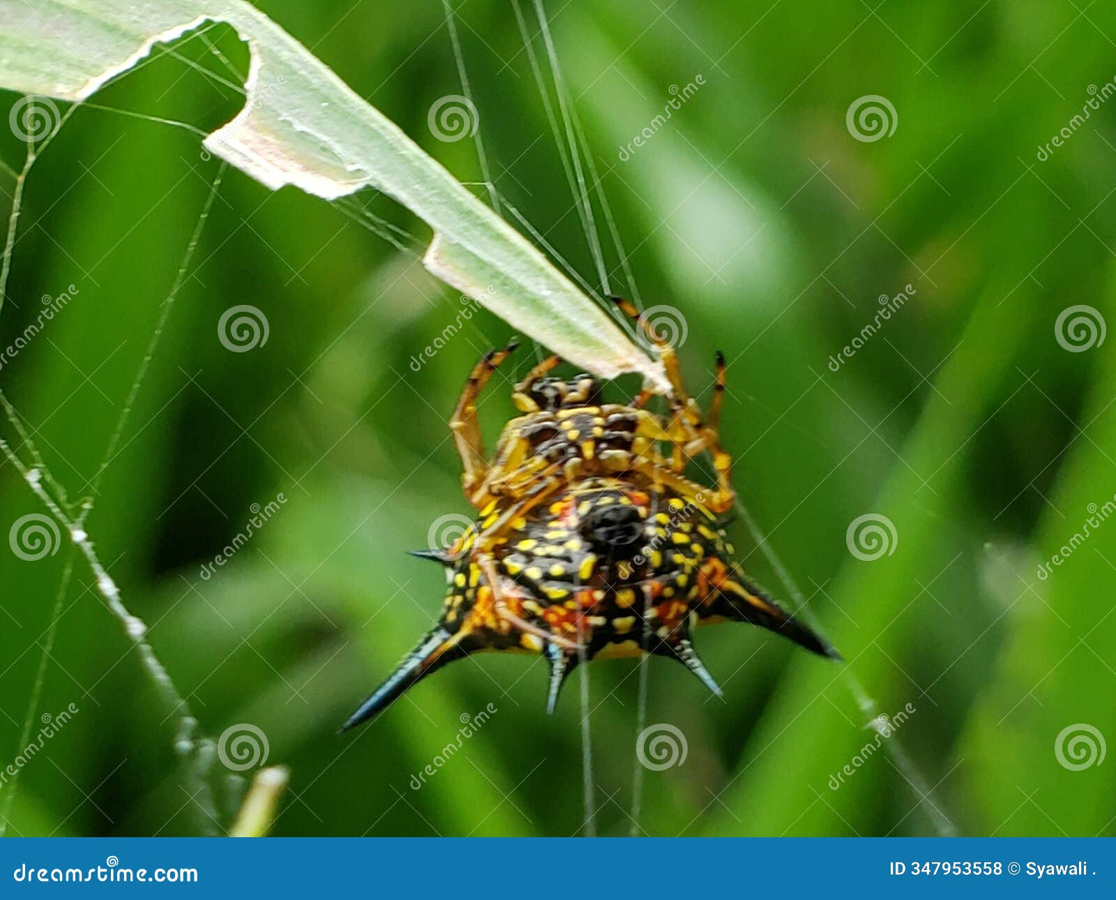 Spiny Orb Weaver Spider Hanging from a Leaf Stock Photo - Image of ...