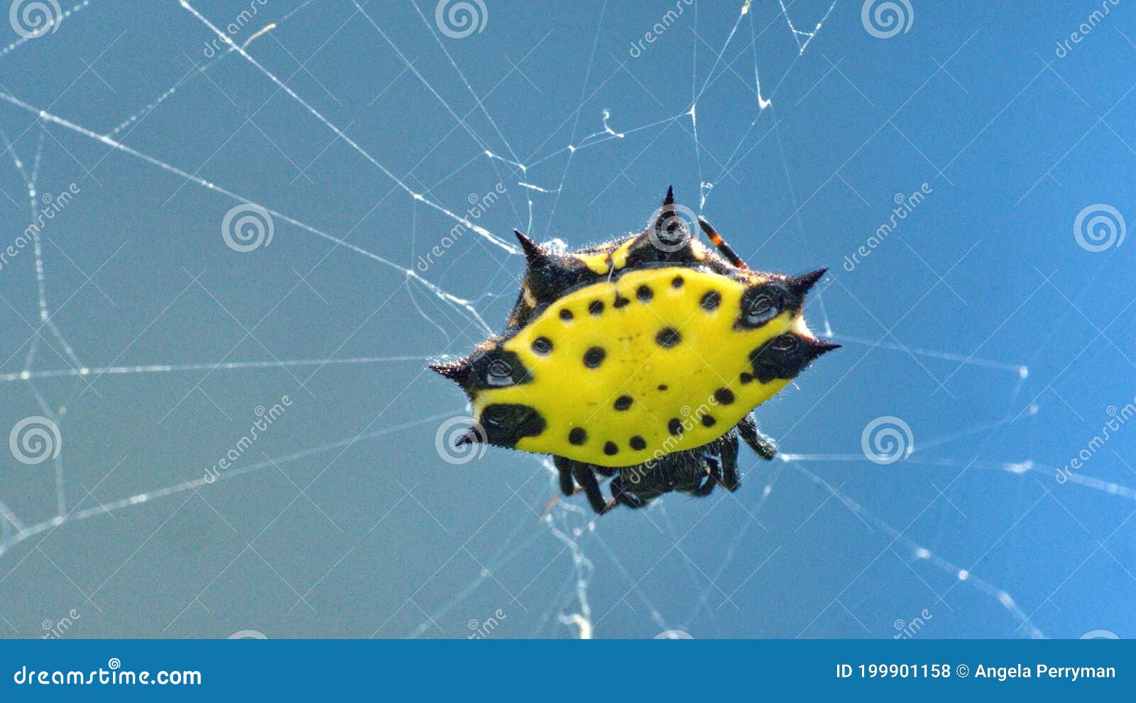 Spiny orb weaver stock photo. Image of ecuador, south - 199901158
