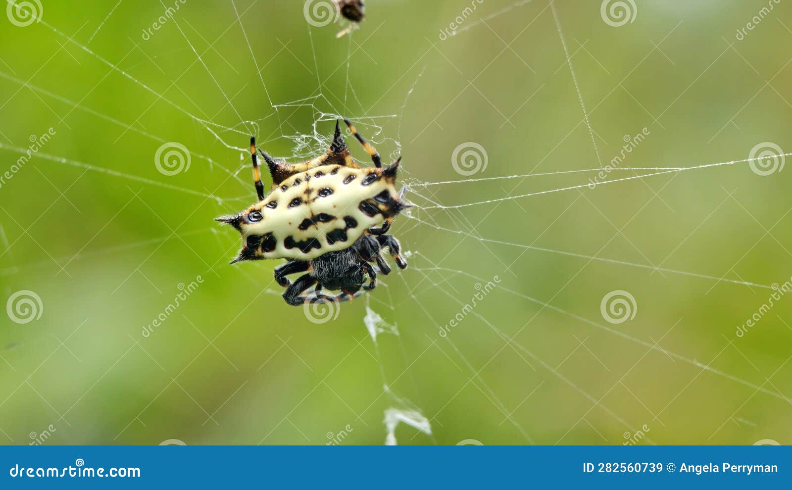 Spiny Orb Weaver Spider in a Web Stock Image - Image of insect ...