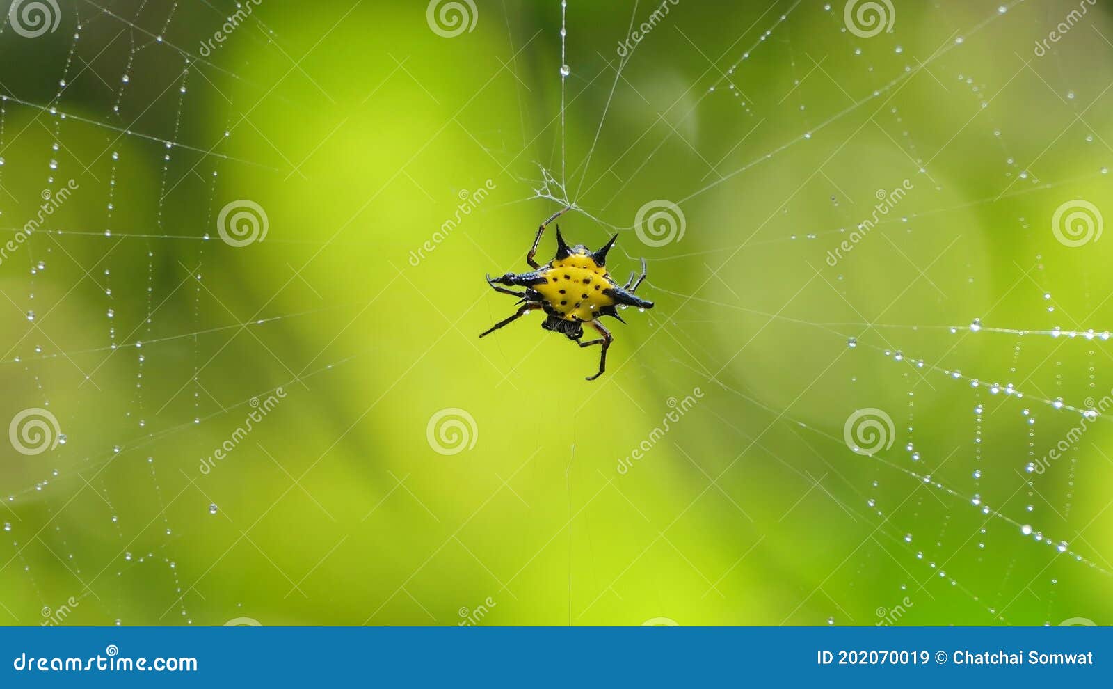 Spiny Orb-Weaver Spiders on Cobweb. Stock Video - Video of prey, rain ...
