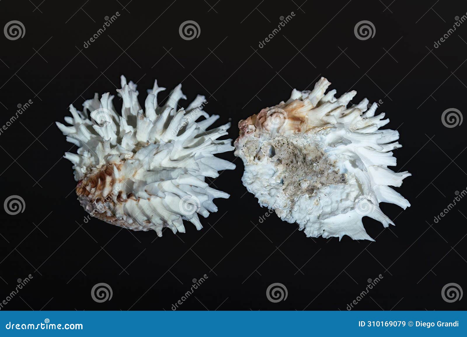 Spiny Oyster Shell Interior - Seashell Stock Image - Image of fauna ...