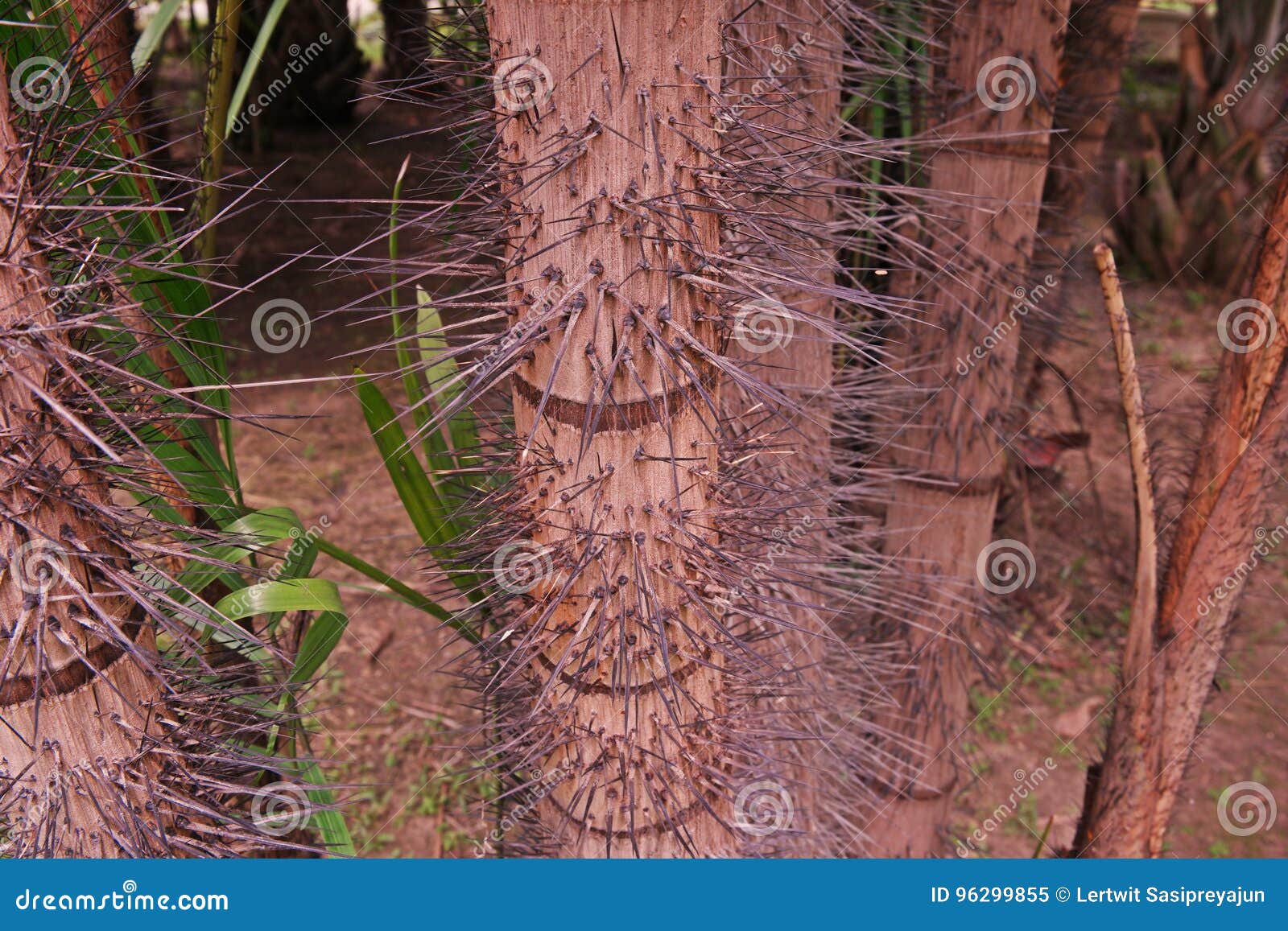 Spiny Palm Stock Photos - Royalty Free Stock Images