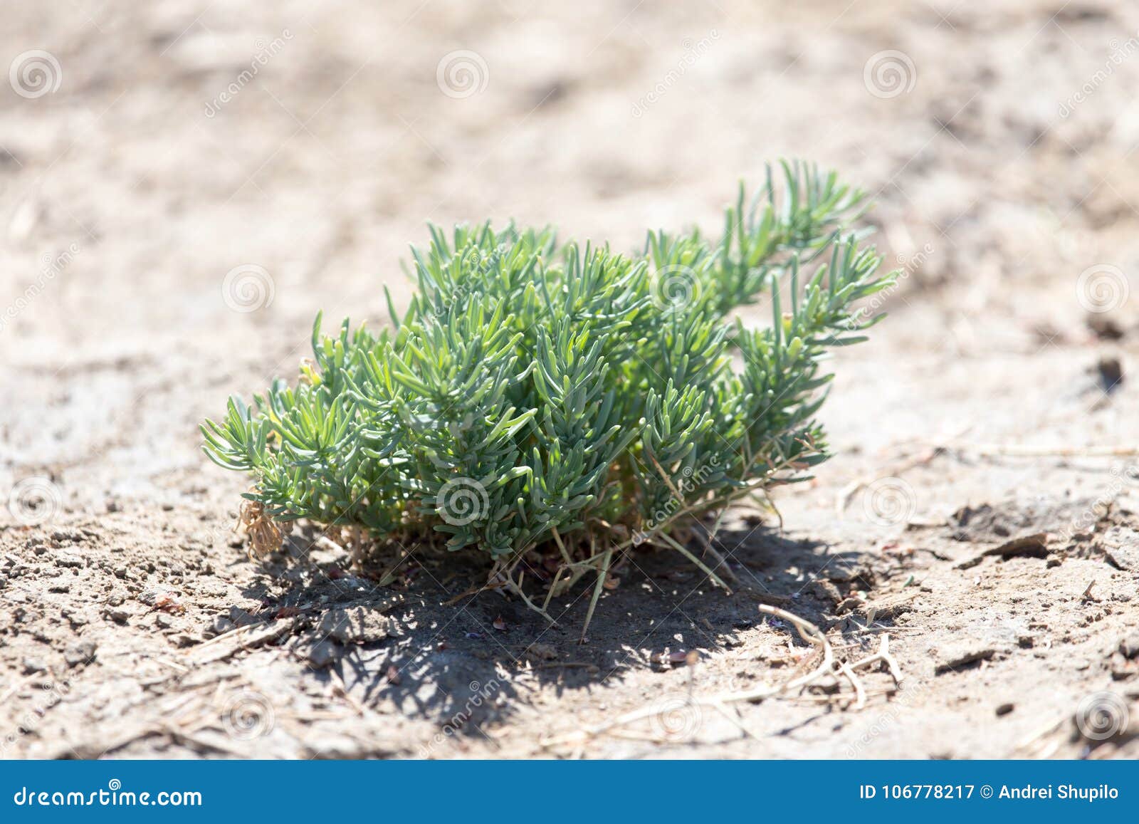 Spiny plants in nature stock image. Image of spike, flora - 106778217