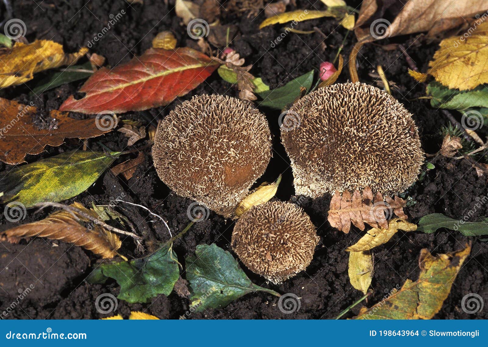 Spiny Puffball, Lycoperdon Echinatum, Normandy Stock Photo - Image of ...