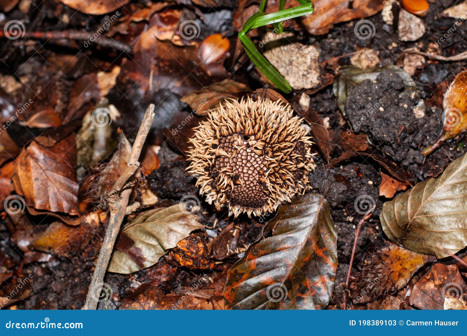 The Net-like Surface of a Spiny Puffball Stock Image - Image of ...