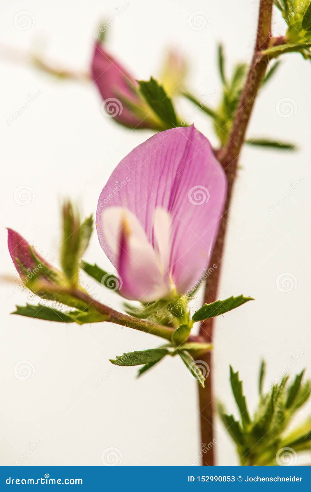 Spiny Restharrow, Medicinal Plant with Flower Stock Image - Image of ...