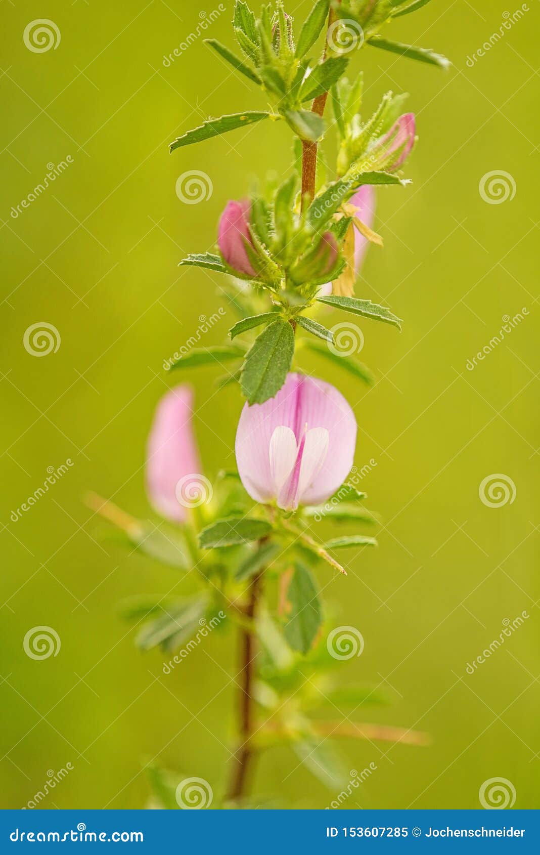 Spiny Restharrow, Medicinal Plant with Flower Stock Image - Image of ...
