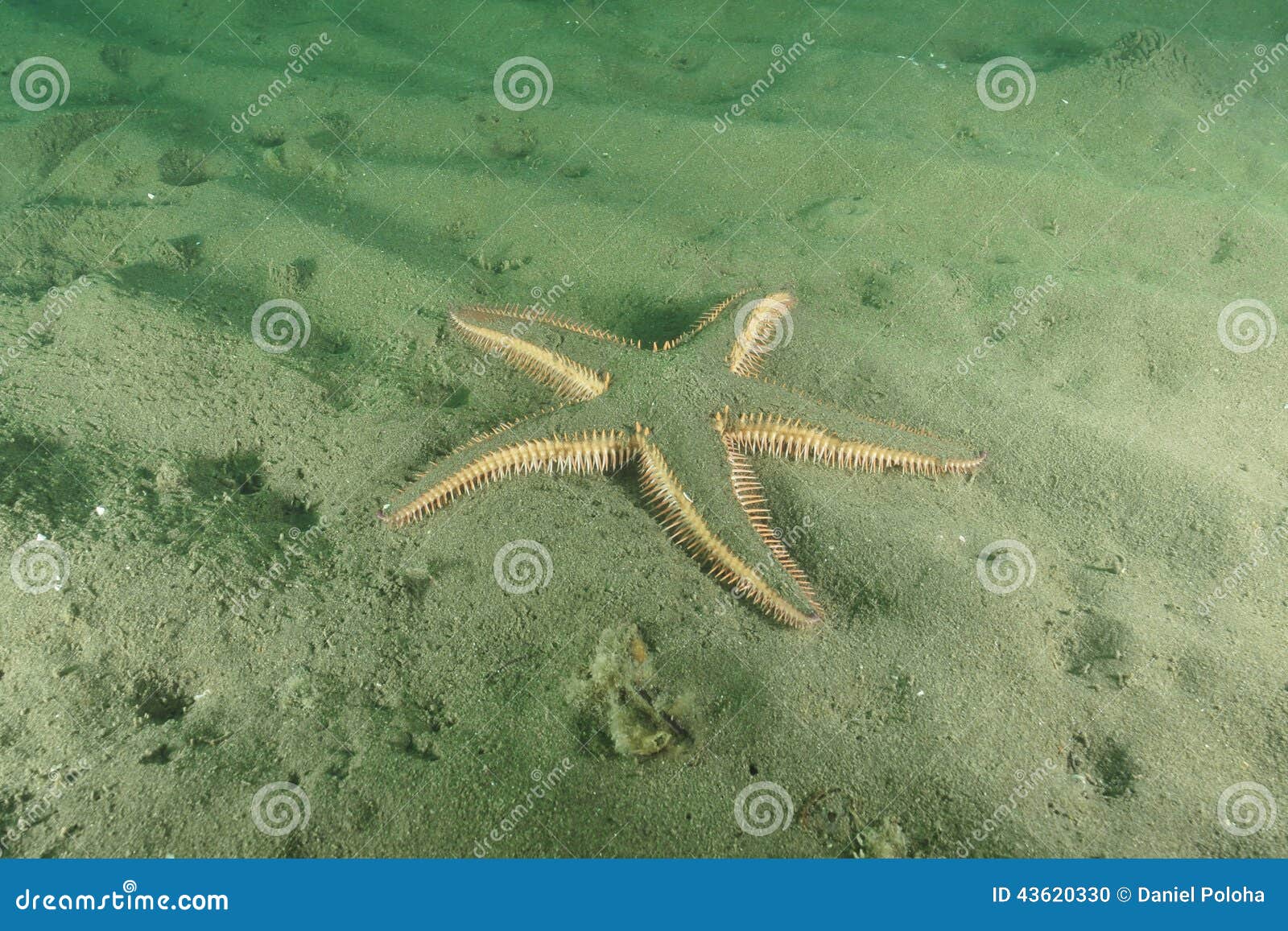 Spiny Star Fish Or Starfish Scientific Name Marthasterias Glacia Stock ...