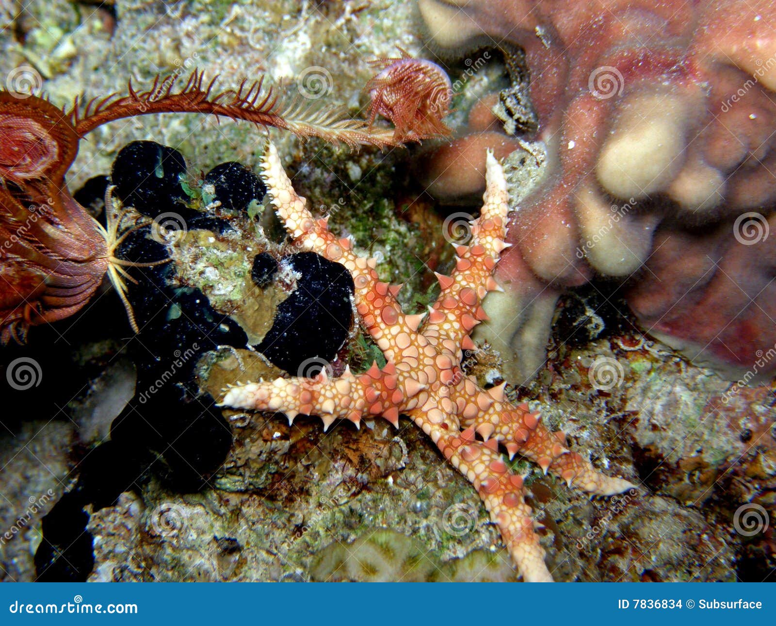 Spiny Sea Star and Star Fish Stock Photo - Image of ocean, nature: 7836834