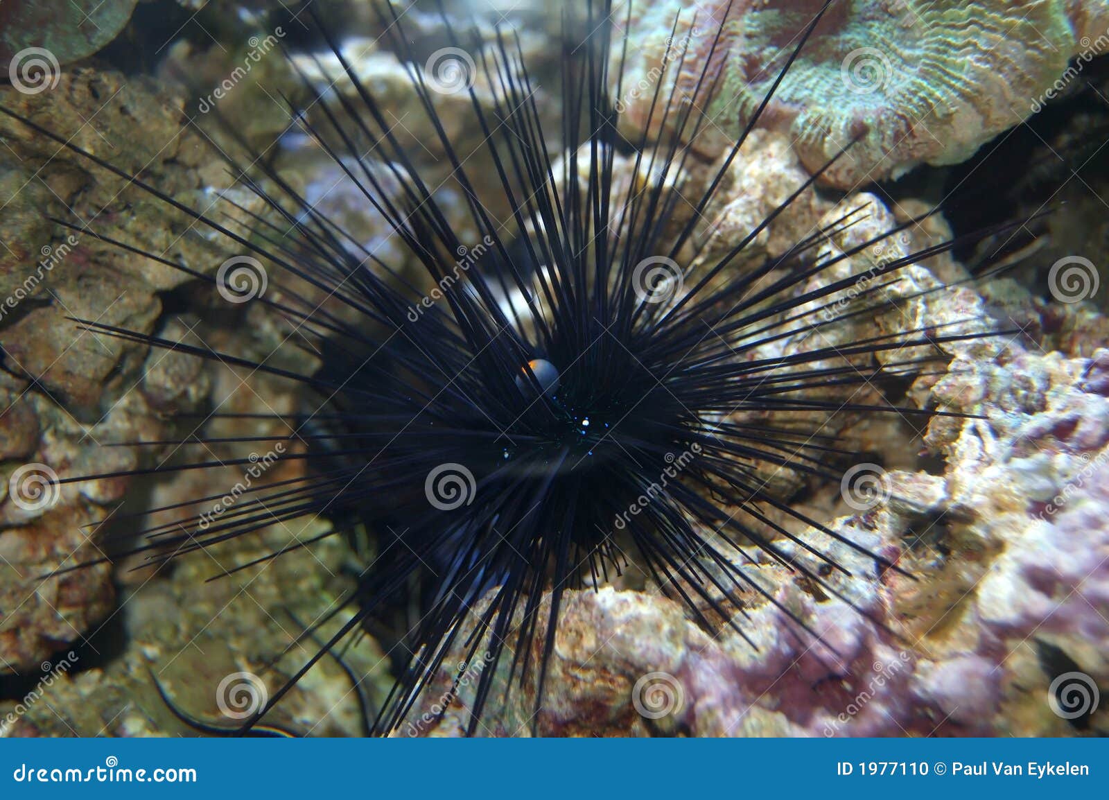 Spiny sea urchin stock photo. Image of swim, underwater - 1977110