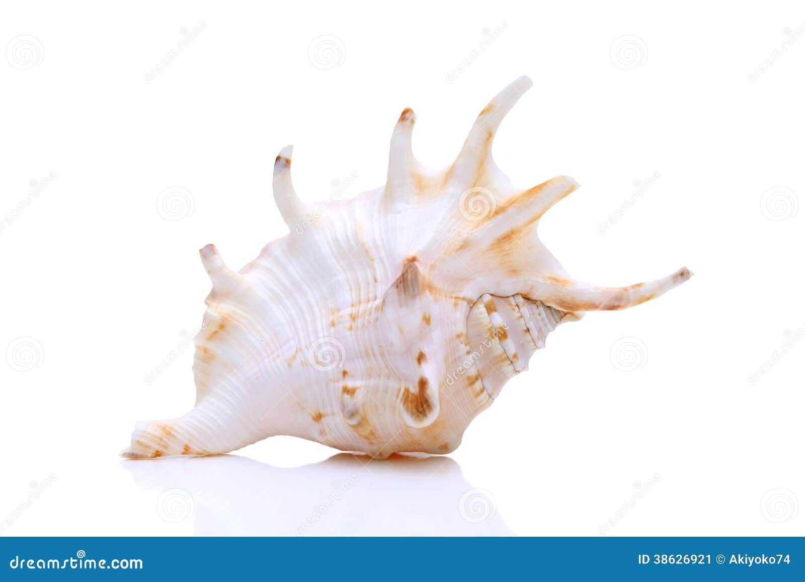 Spiny seashell stock image. Image of beauty, sharp, detail - 38626921
