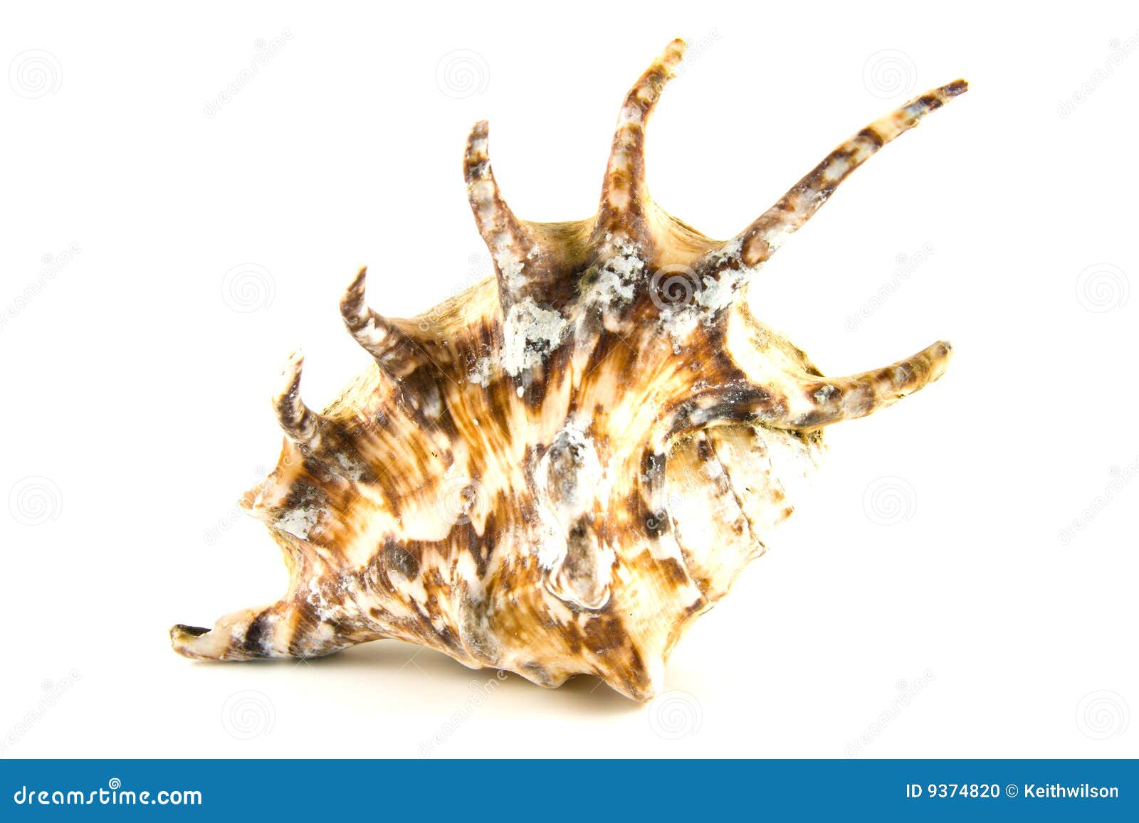 Spiny Seashell stock photo. Image of marine, beautiful - 9374820