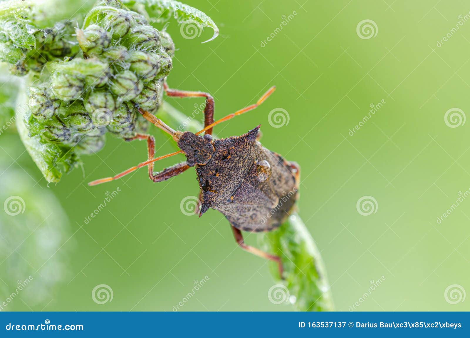 Spiny Shieldbug Feeding on Grass in Field Stock Image - Image of close ...