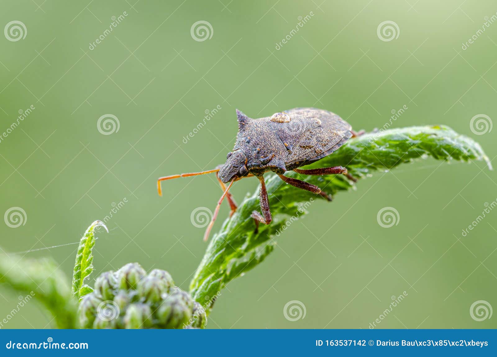 Spiny Shieldbug Sitting on Grass in Field Stock Photo - Image of ...
