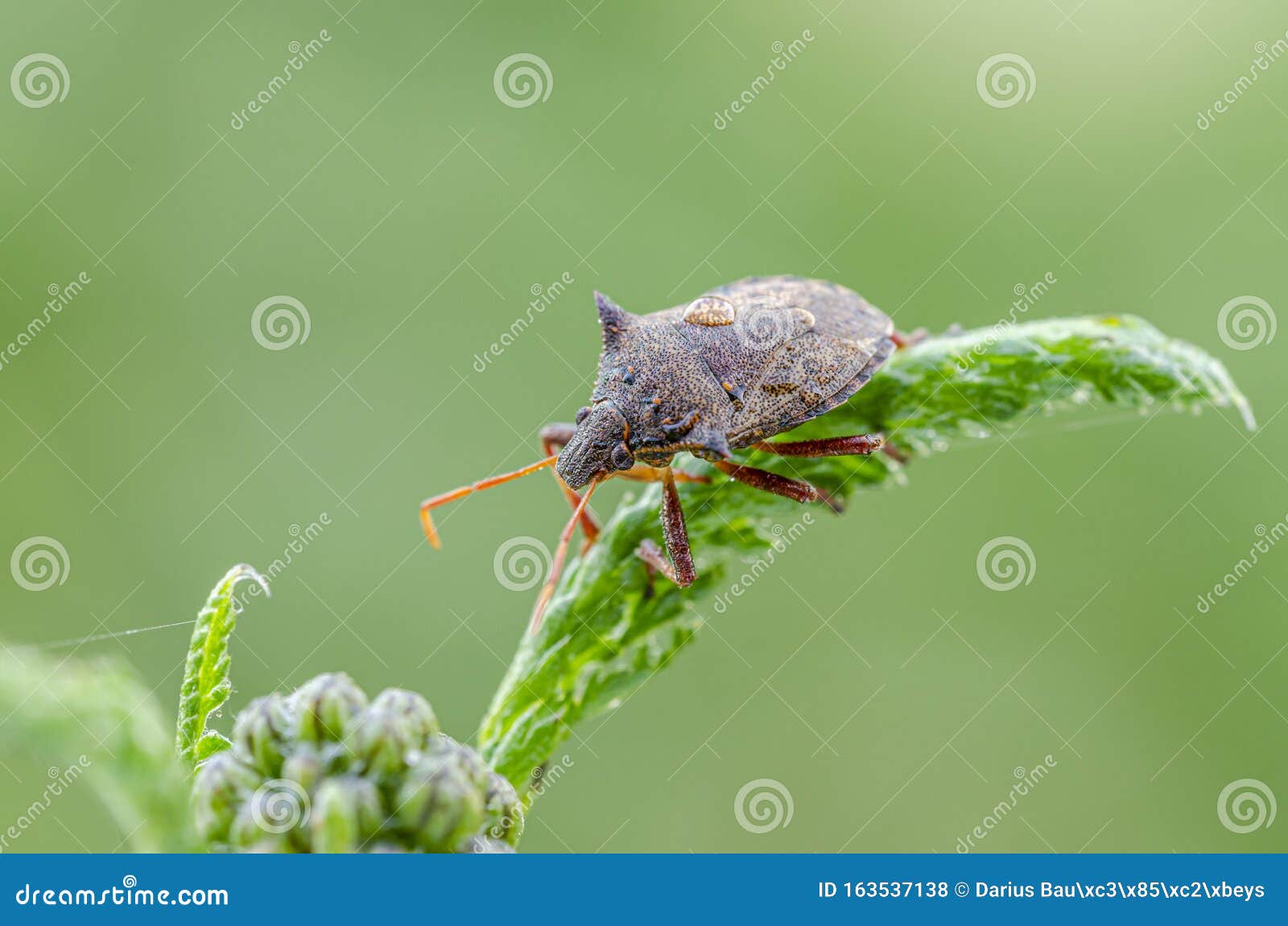 Spiked Shieldbug Picromerus Bidens Nymphs, Takes A Larva Royalty-Free ...