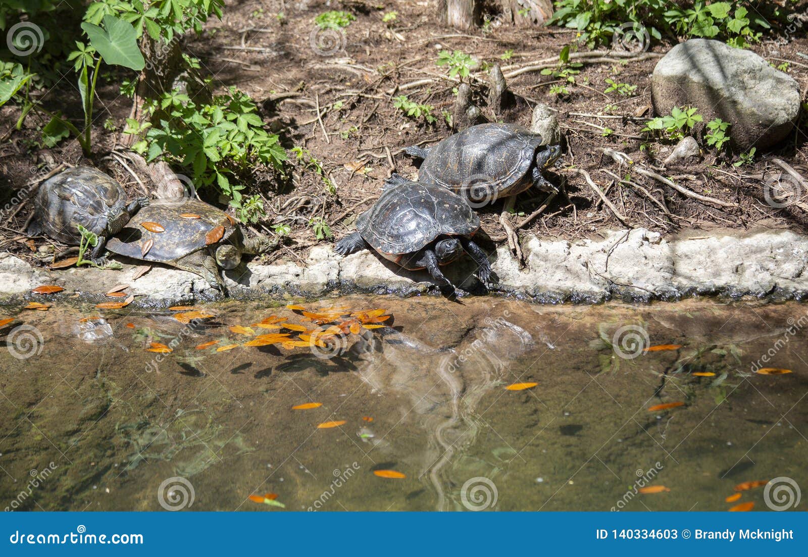 Spiny Soft-Shell Turtle And Painted Turtle Stock Photo | CartoonDealer ...