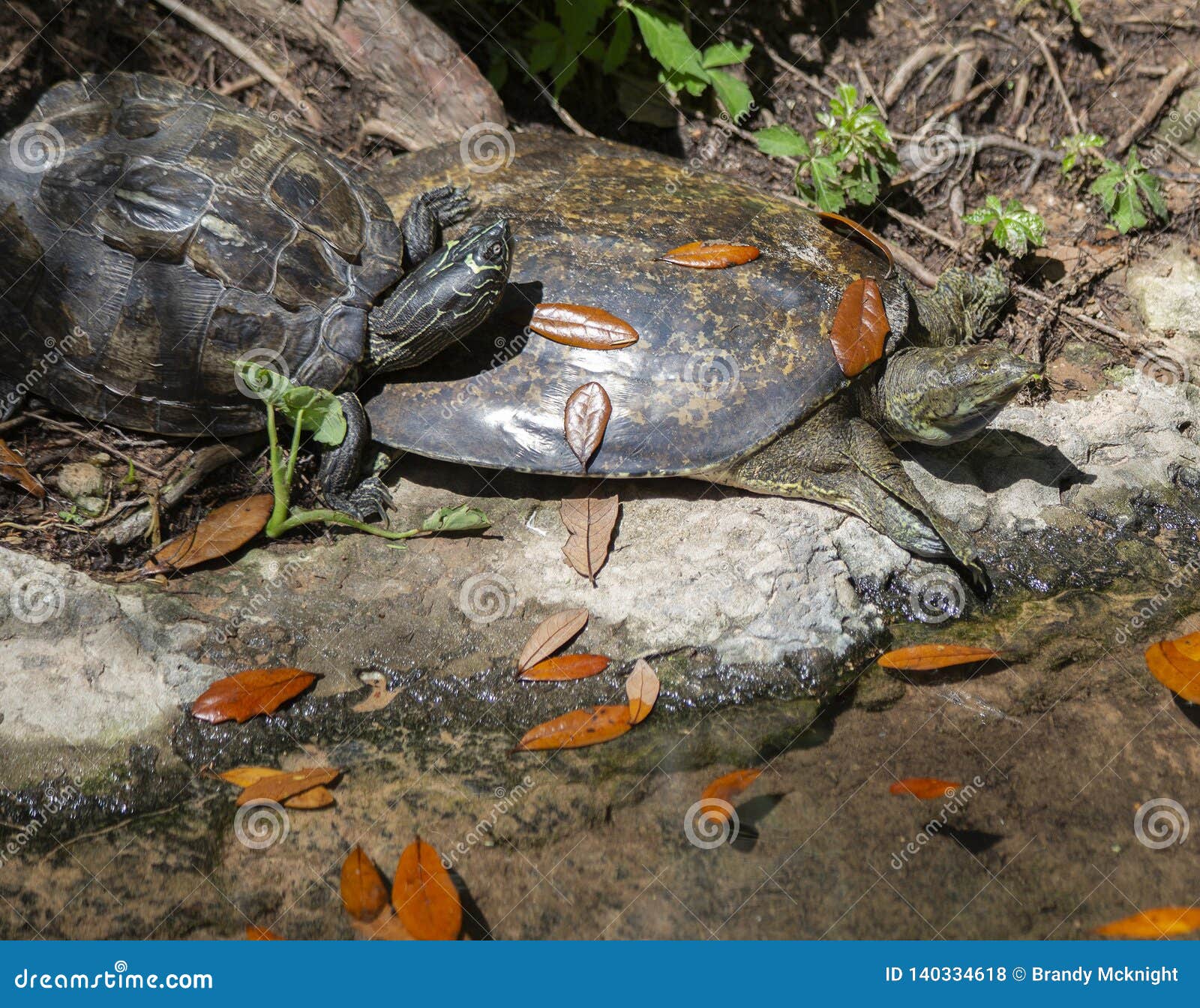 Spiny Soft-Shell Turtle and Painted Turtle Stock Photo - Image of ...