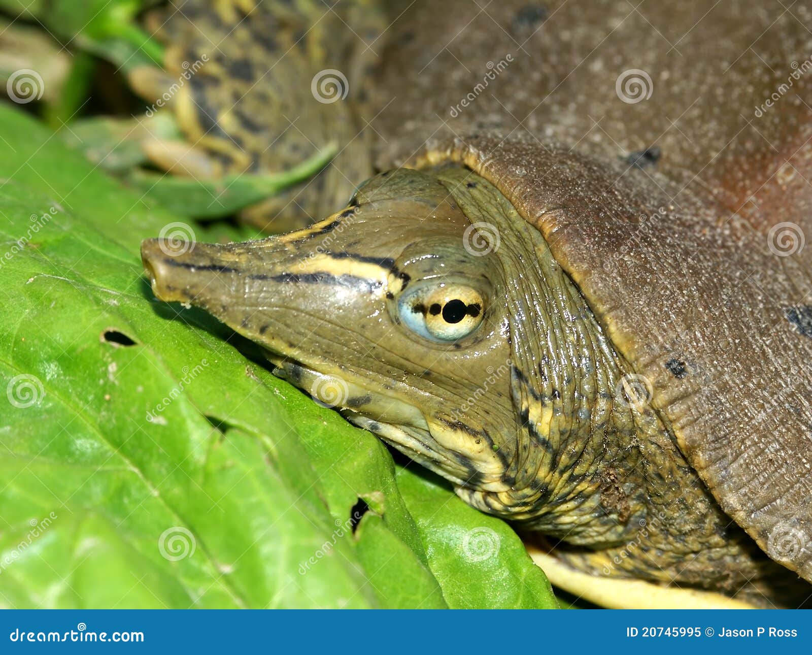 Spiny Softshell Turtle (Apalone Spinifera) Stock Image - Image of cute ...