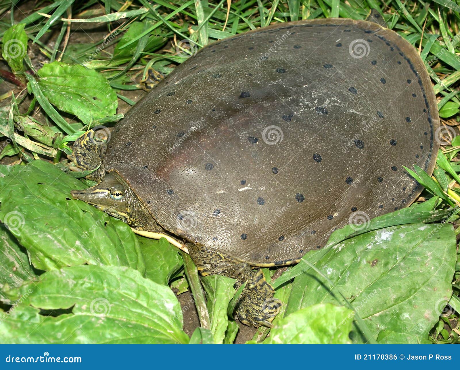 Spiny Softshell Turtle Royalty-Free Stock Photo | CartoonDealer.com ...
