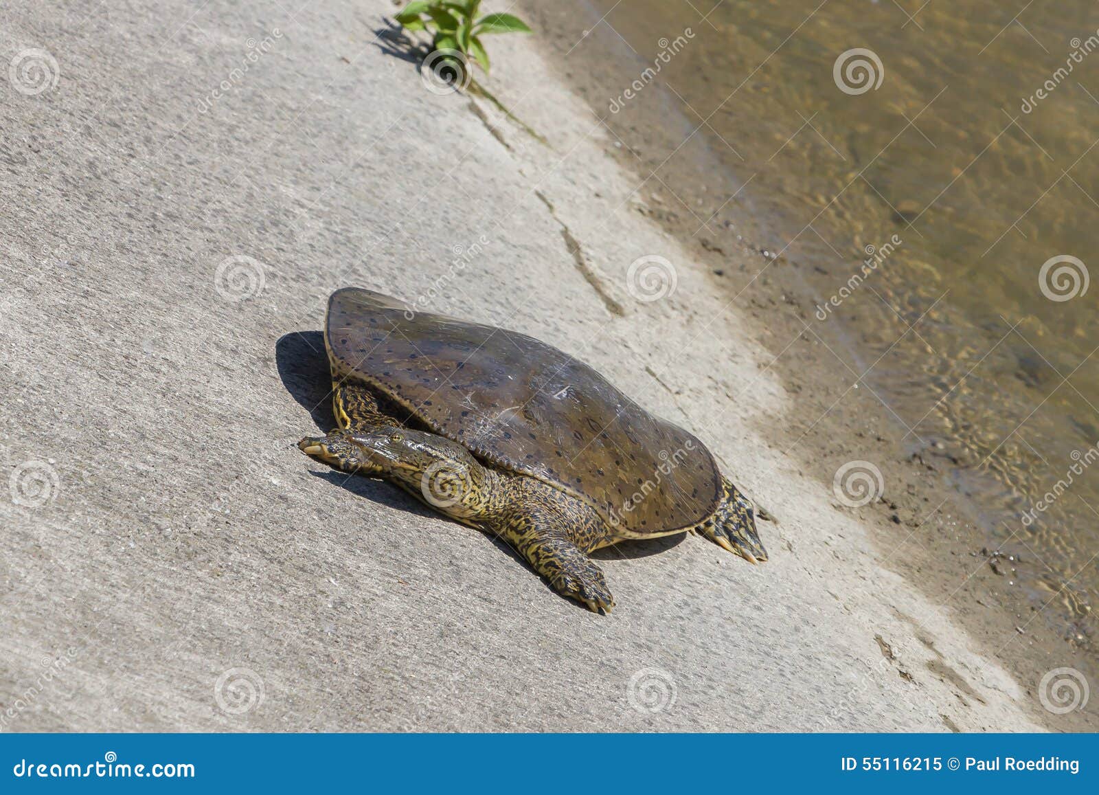 Spiny Softshell Turtle stock image. Image of wings, reptile - 55116215