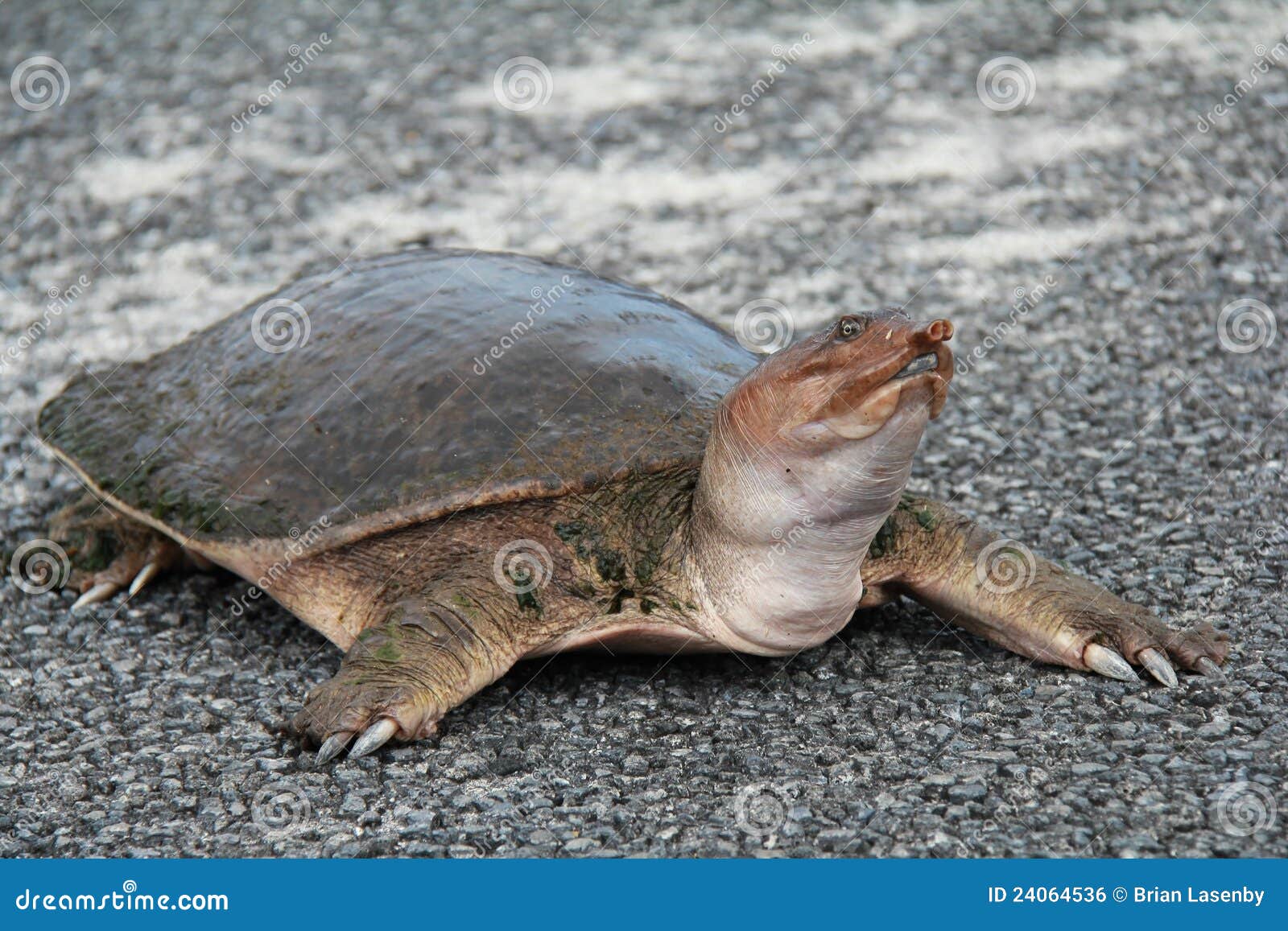 Spiny Softshell Turtle (Apalone Spinifera) Royalty-Free Stock Image ...