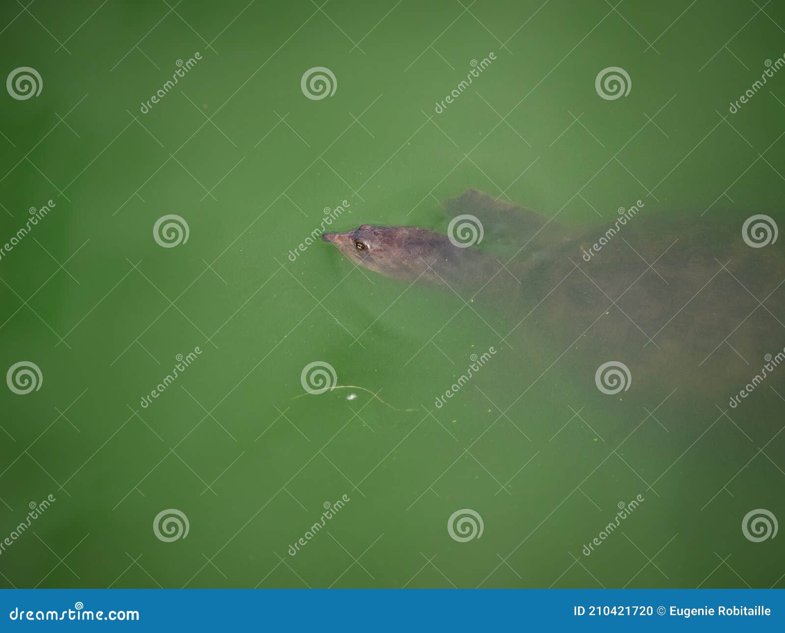 Spiny Softshell Turtle (Apalone Spinifera) Royalty-Free Stock Image ...