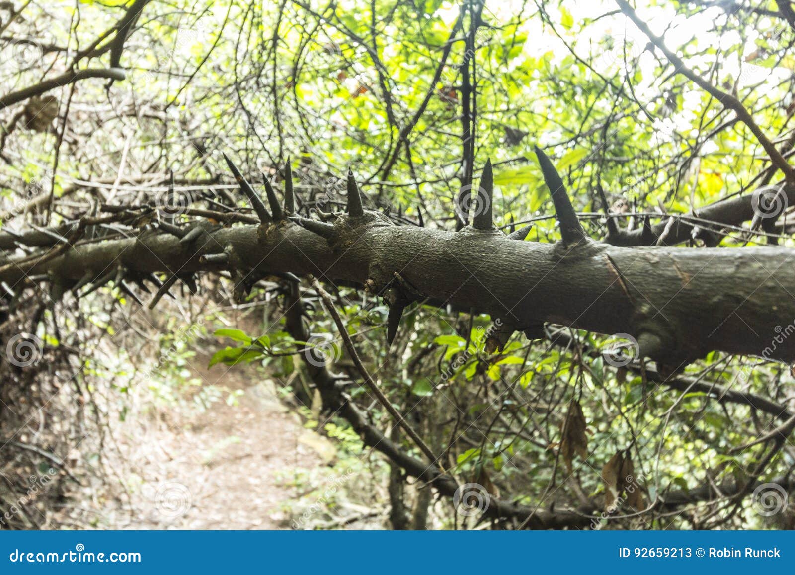 Spiny Solid Tree Trunk in South Africa Stock Image - Image of scenery ...