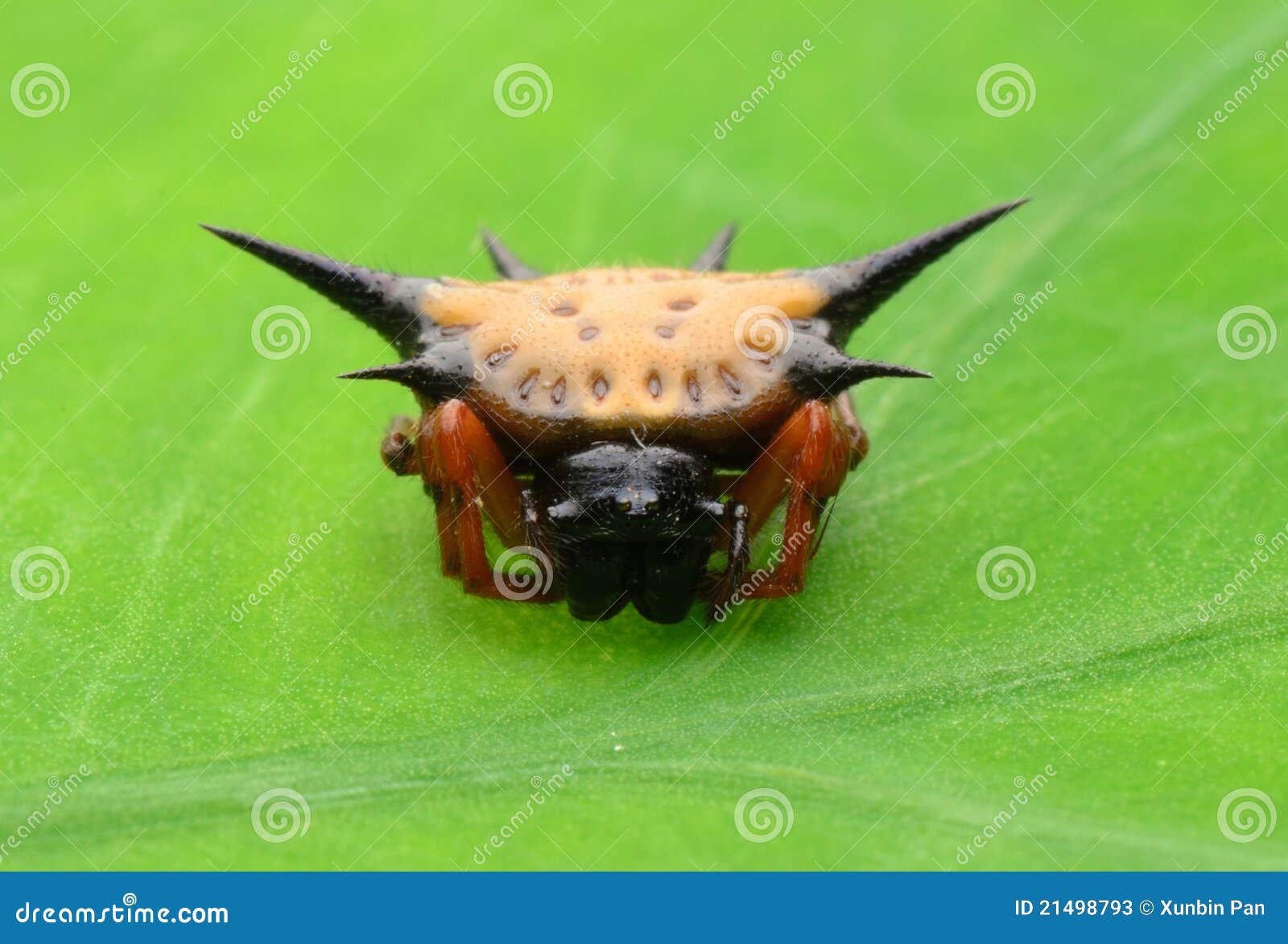 Spiny spider stock image. Image of orange, gasteracantha - 21498793