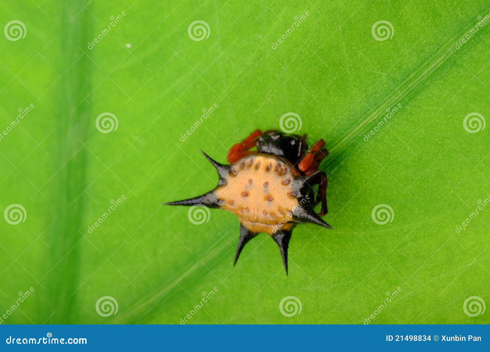 Spiny spider stock photo. Image of spiny, macro, body - 21498834