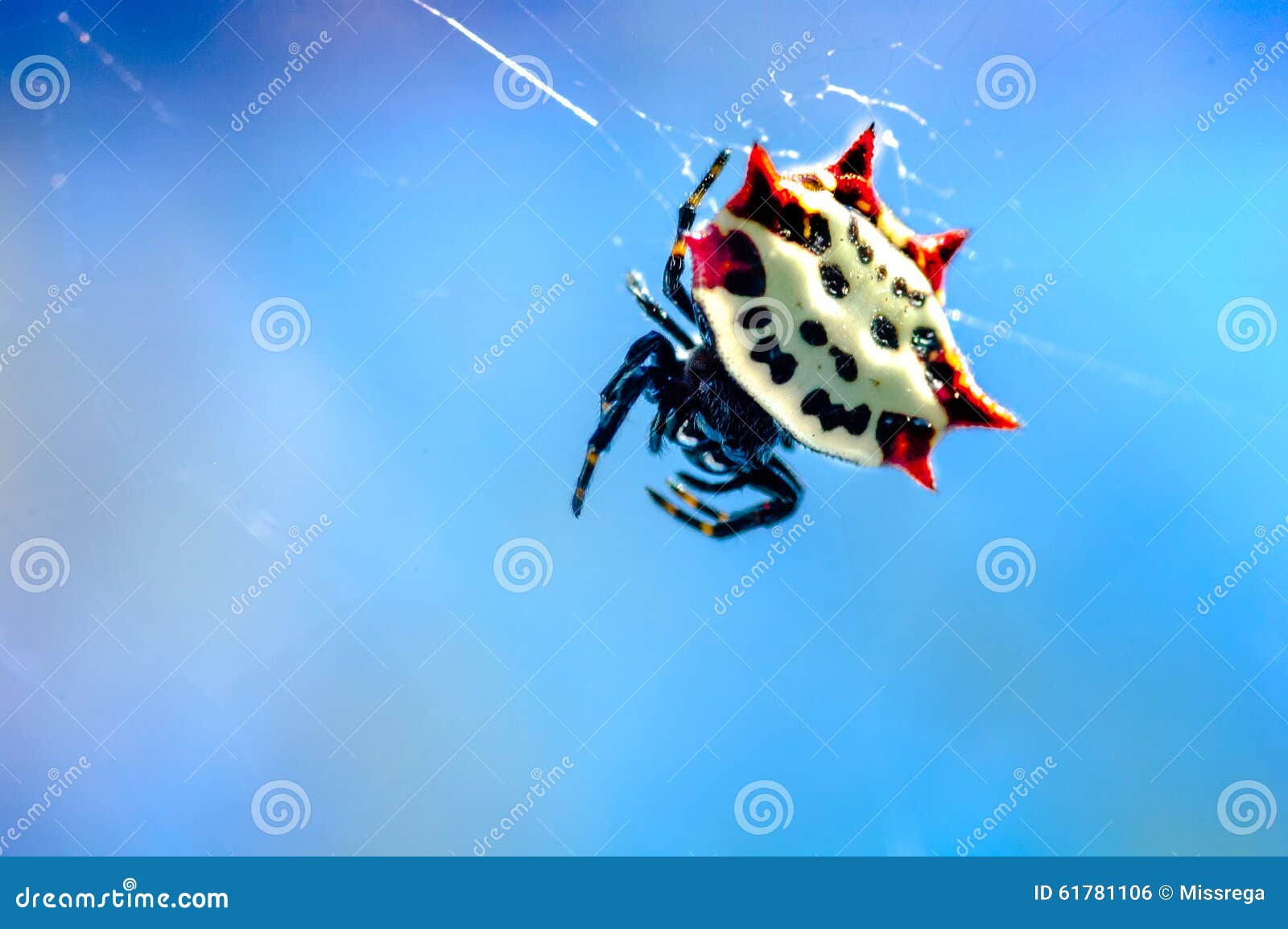 Spiny Spider, Gasteracantha Cancriformis Royalty-Free Stock Photography ...