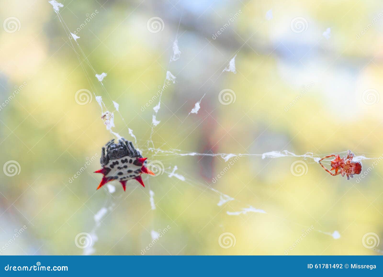 Spiny Spider stock photo. Image of spiny, creature, background - 61781492