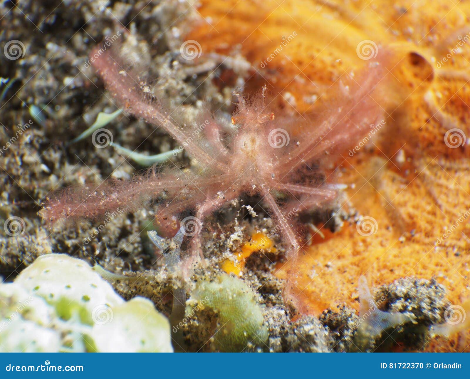 Spiny spider crab stock photo. Image of crab, animal - 81722370