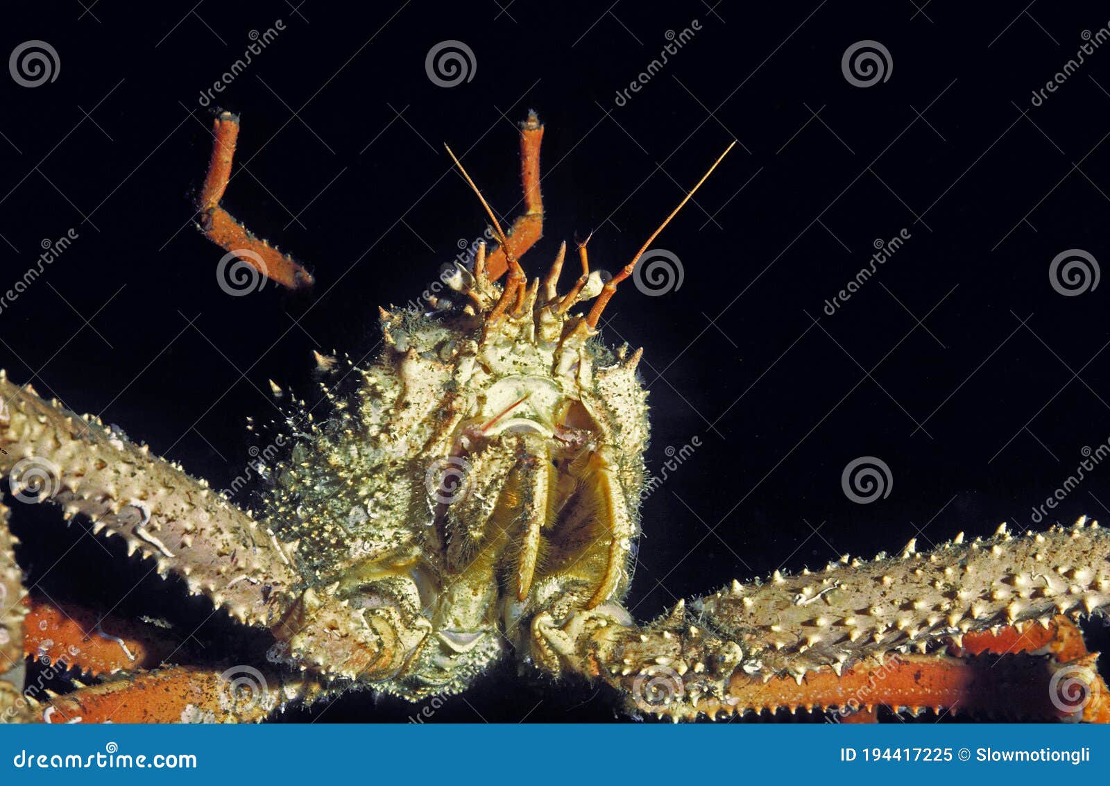 SPINY SPIDER CRAB Maia Squinado, HEAD CLOSE-UP Stock Image - Image of ...