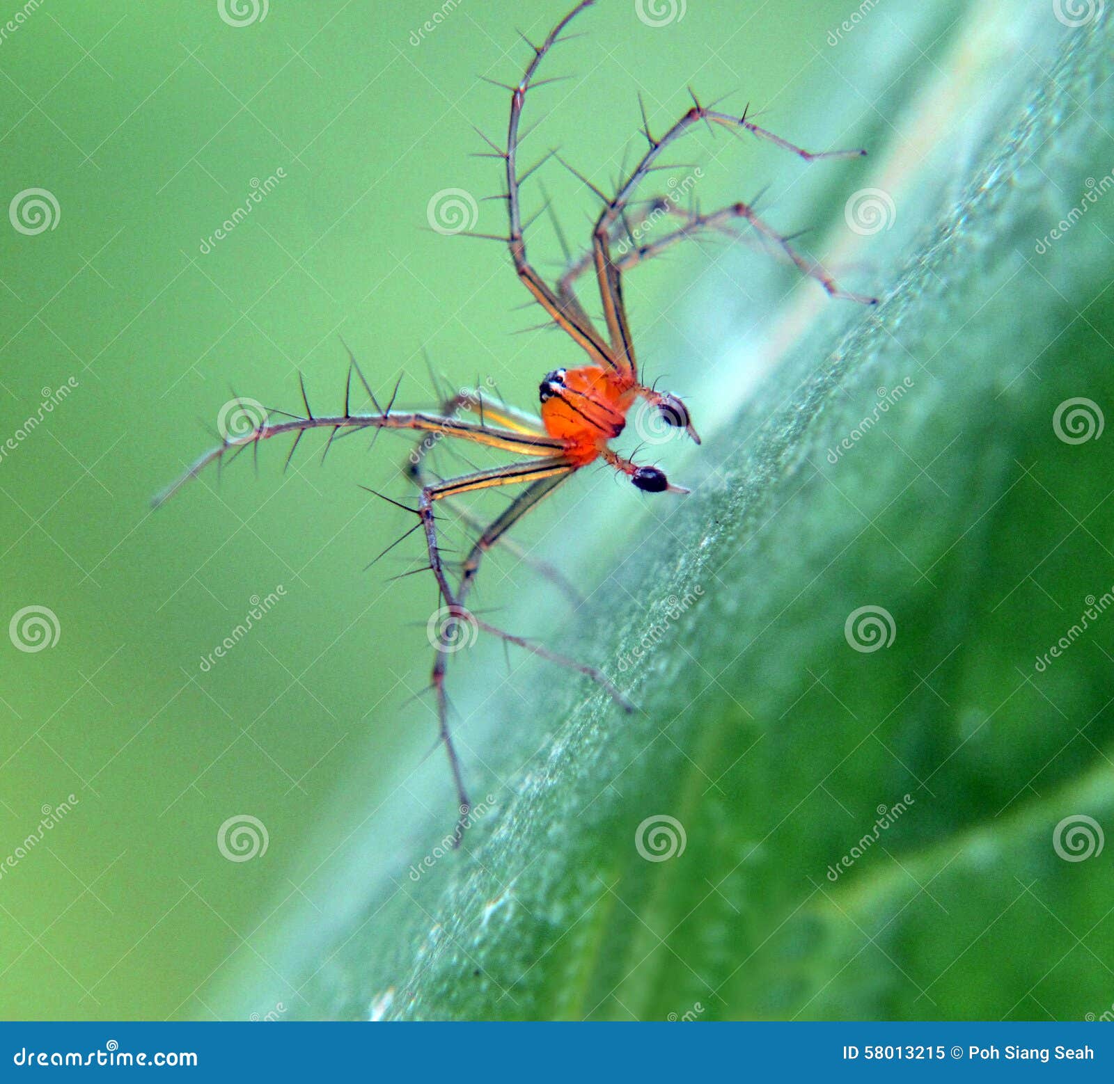 Spiny spider on green leaf stock image. Image of spreading - 58013215