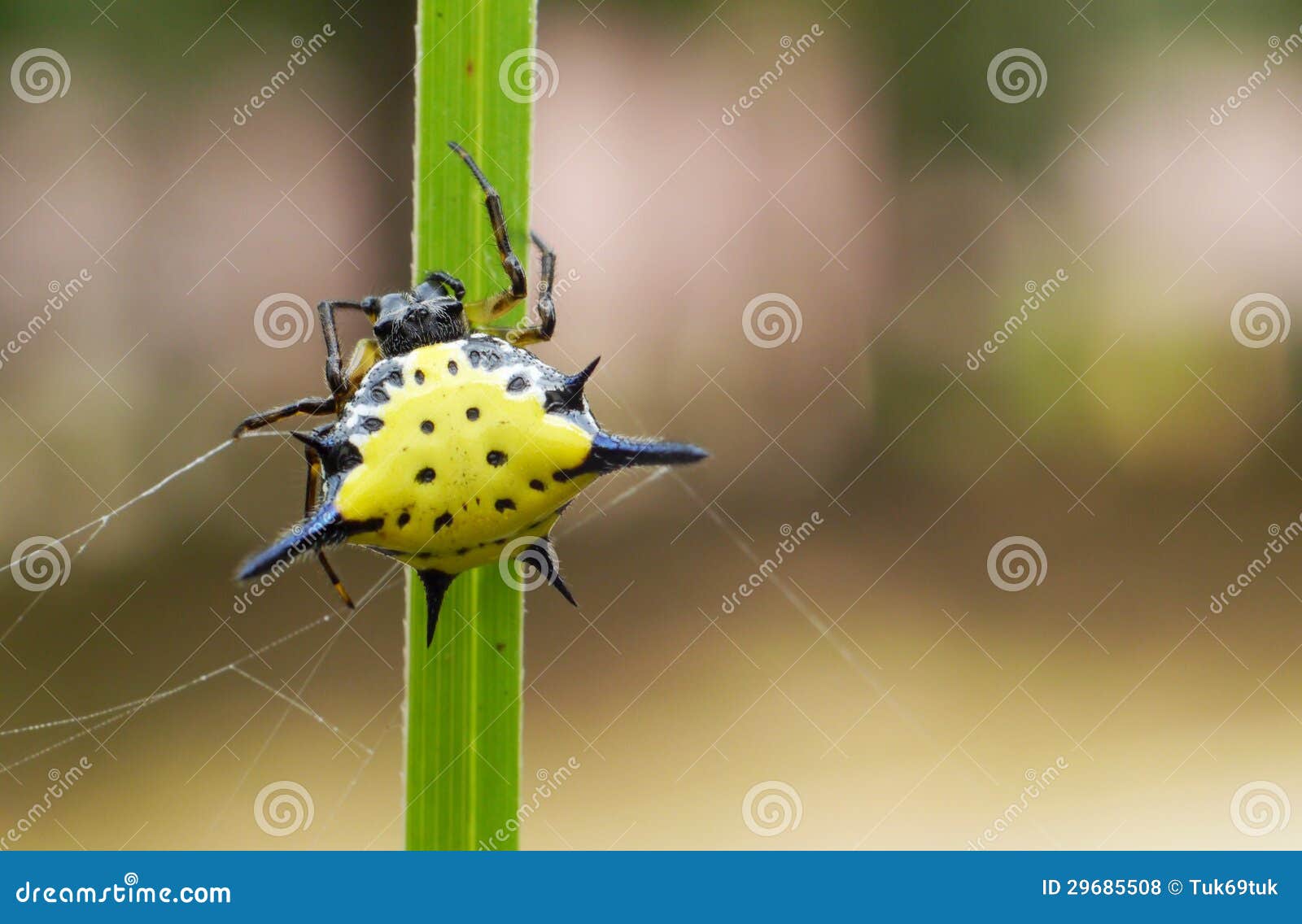 Spiny spider yellow stock photo. Image of legs, spike - 29685508