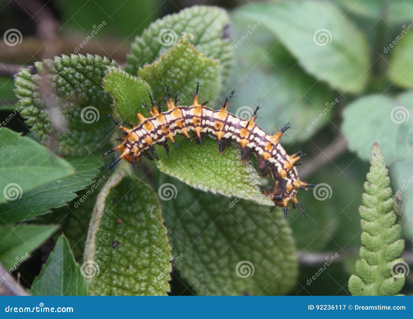 A Spiny, Spiky Caterpillar on a Leaf Stock Image - Image of wild ...