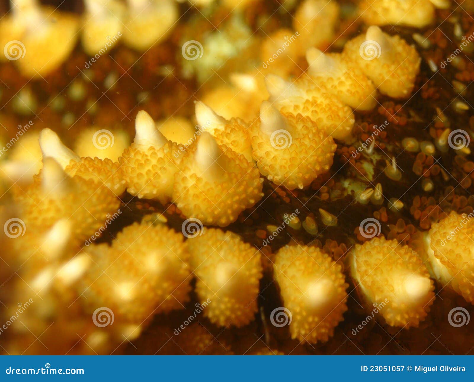 Spiny starfish stock image. Image of thorns, underwater - 23051057
