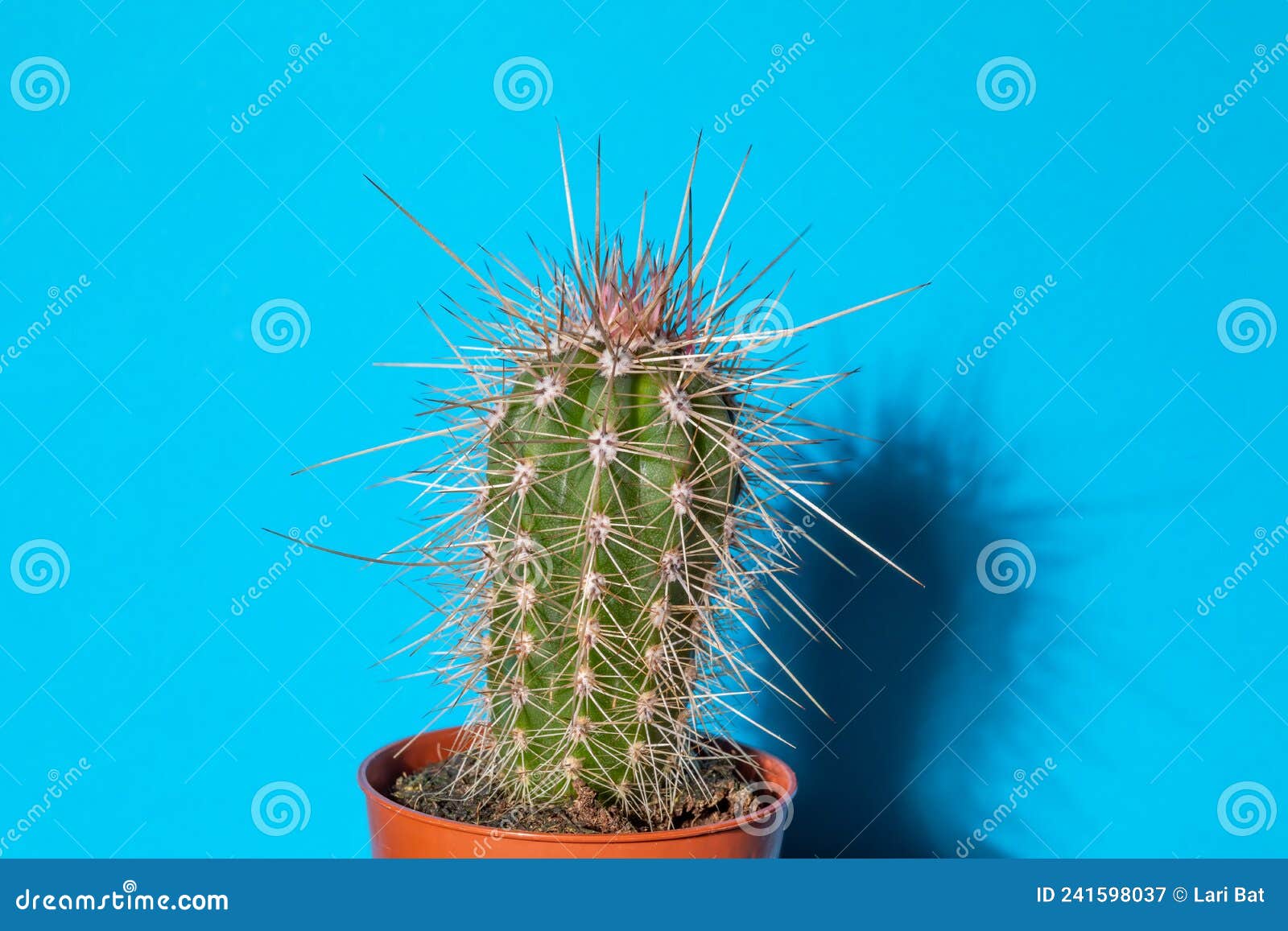 Spiny Stetsonia Coryne Cactus with Long Needles in a Plastic Pot on a ...