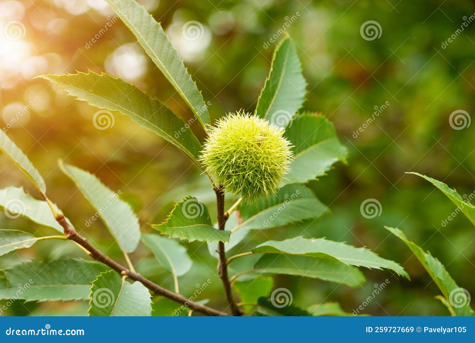 Spiny Sweet Chestnut Fruit on a Tree. Castanea Sativa Stock Image ...