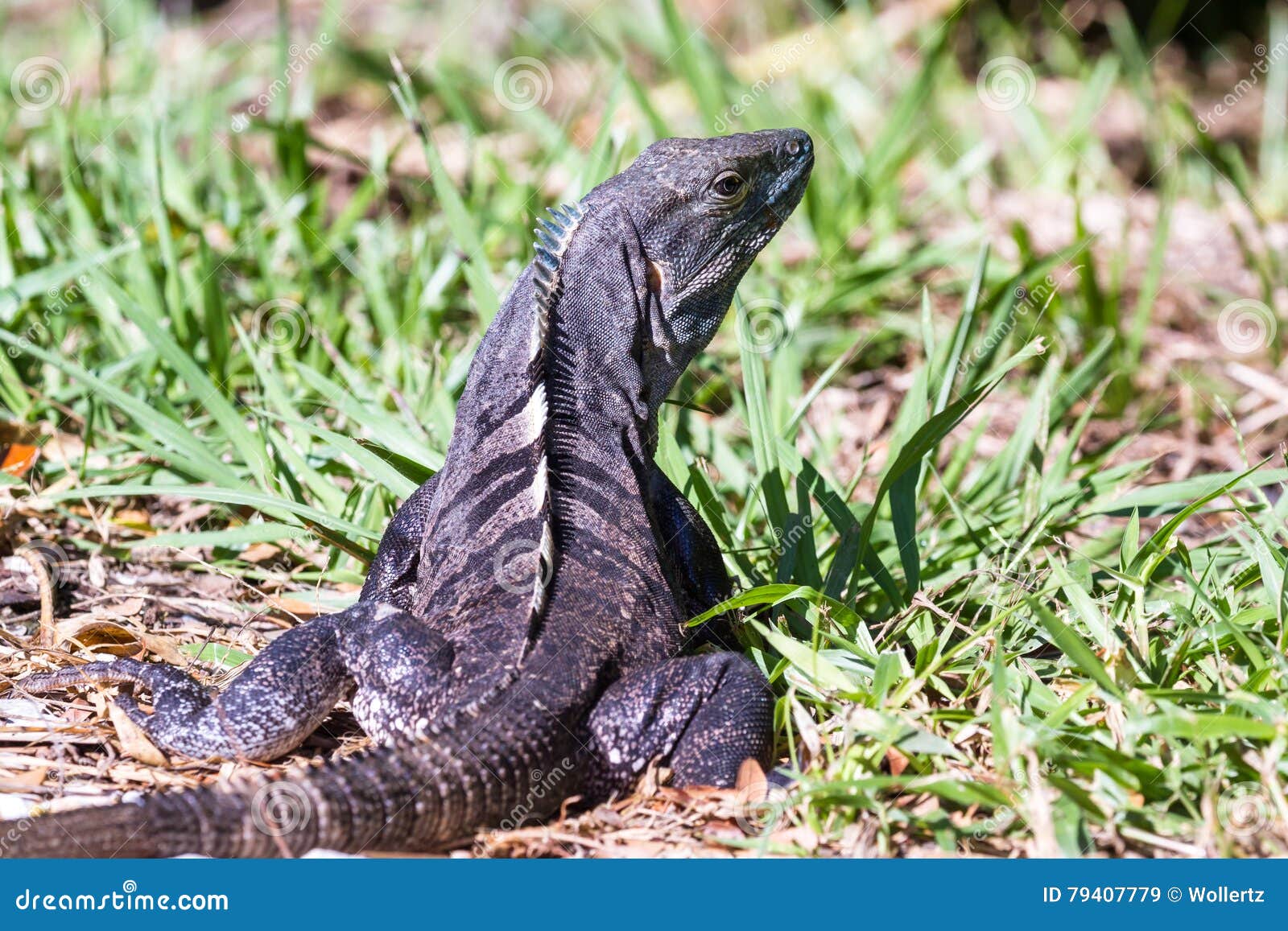Spiny Tail Iguana - Ctenosaur Stock Image - Image of tail, iguana: 79407779