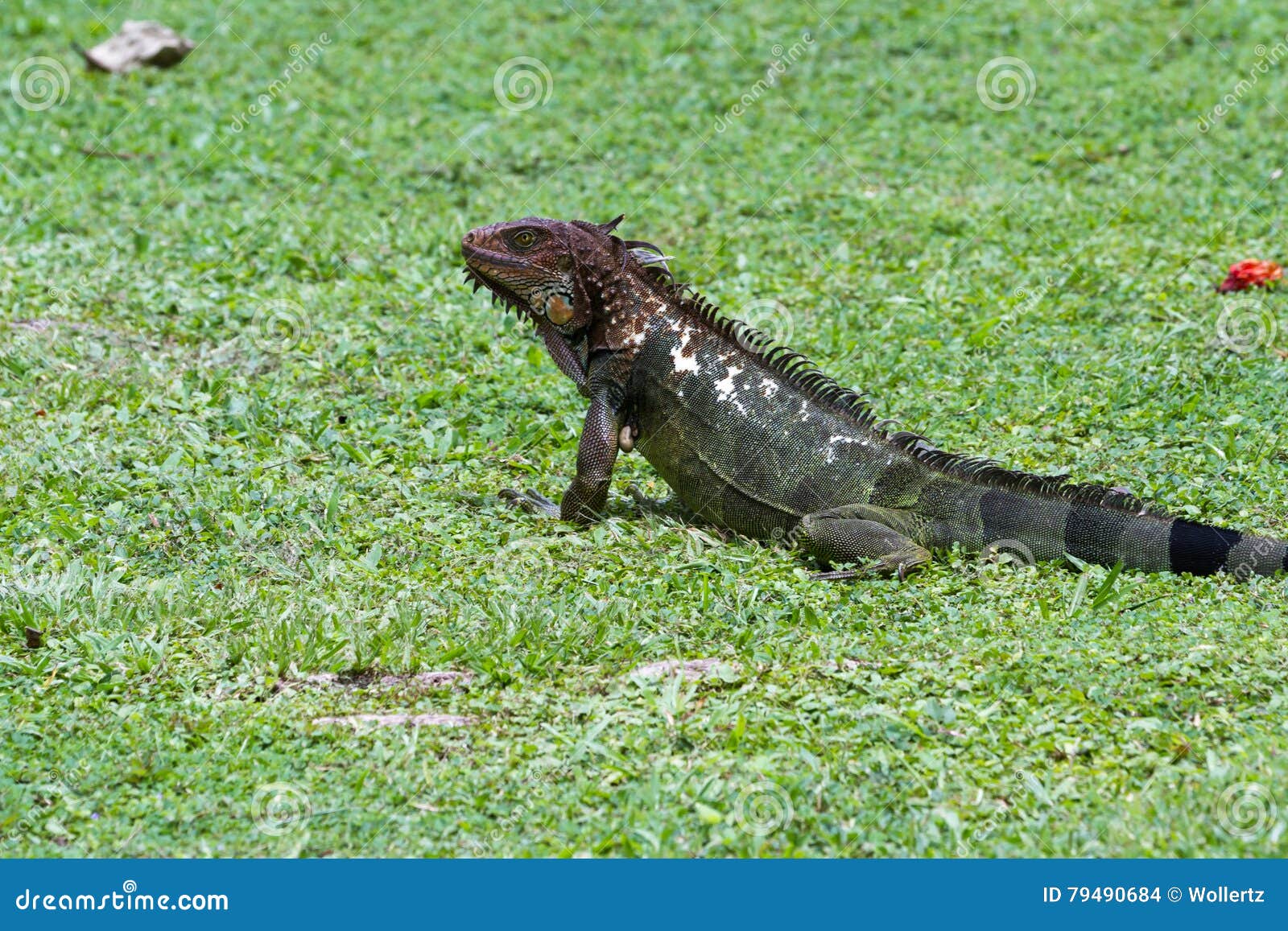 Spiny Tail Iguana - Ctenosaur Stock Photo - Image of season, central ...