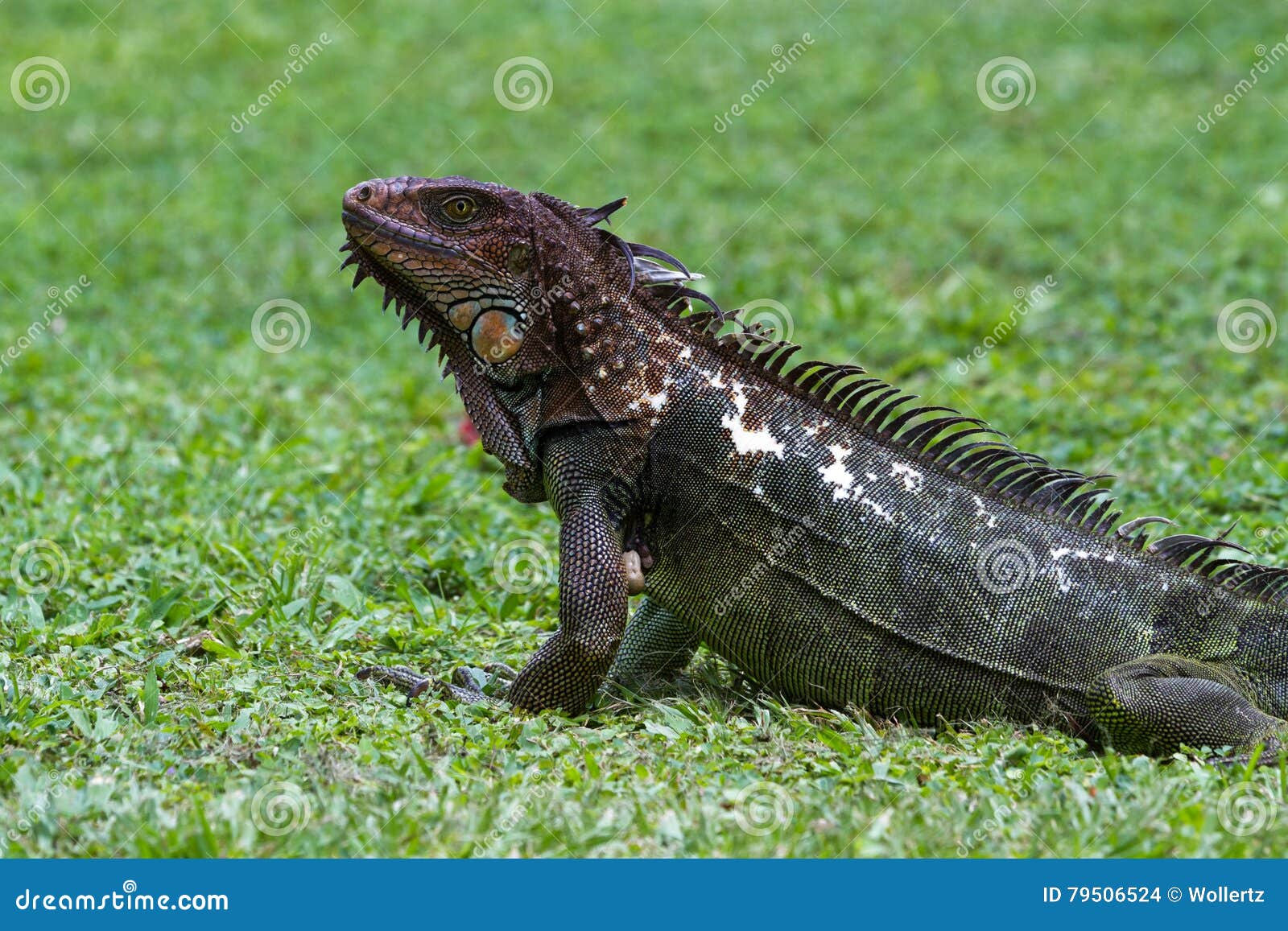 Spiny Tail Iguana - Ctenosaur Stock Photo - Image of green, tail: 79506524