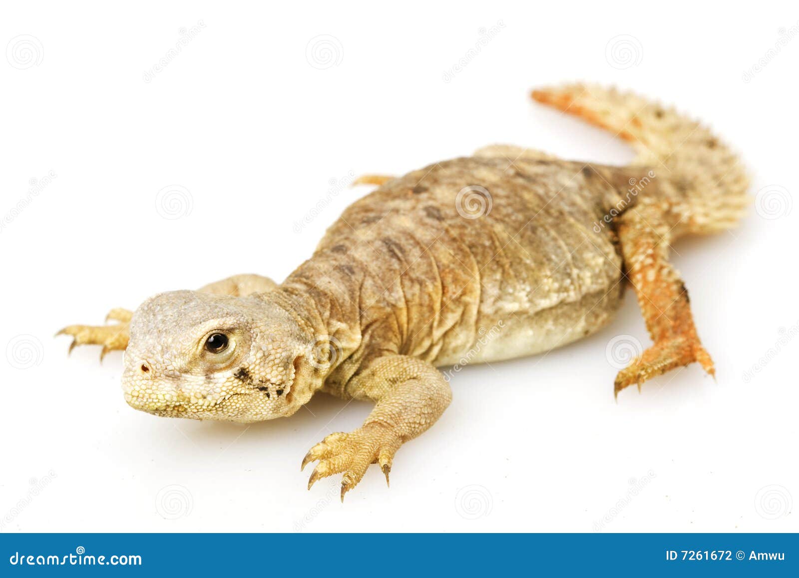 Spiny Tailed Lizards, Arabian Black Head Desert Lizard Reptile Animal ...