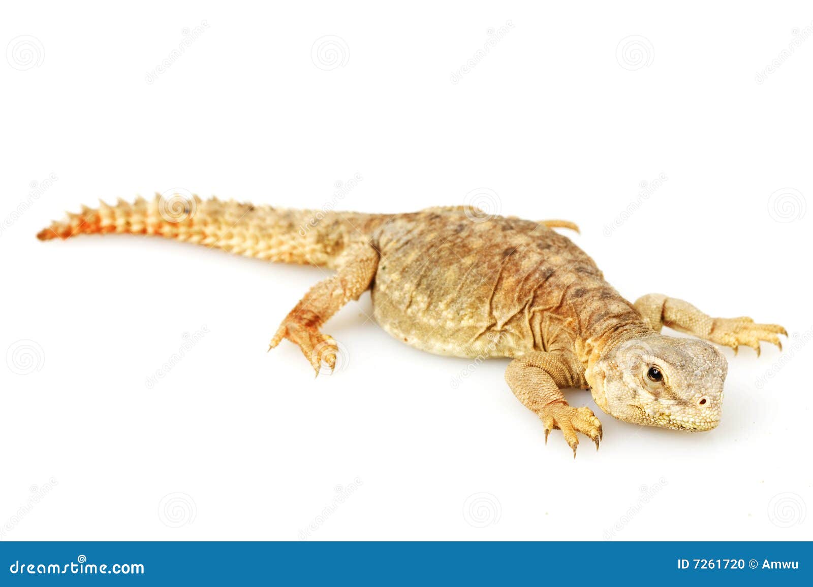 The Spiny-tailed Monitor Varanus Acanthurus, Also Known As The Ridge ...