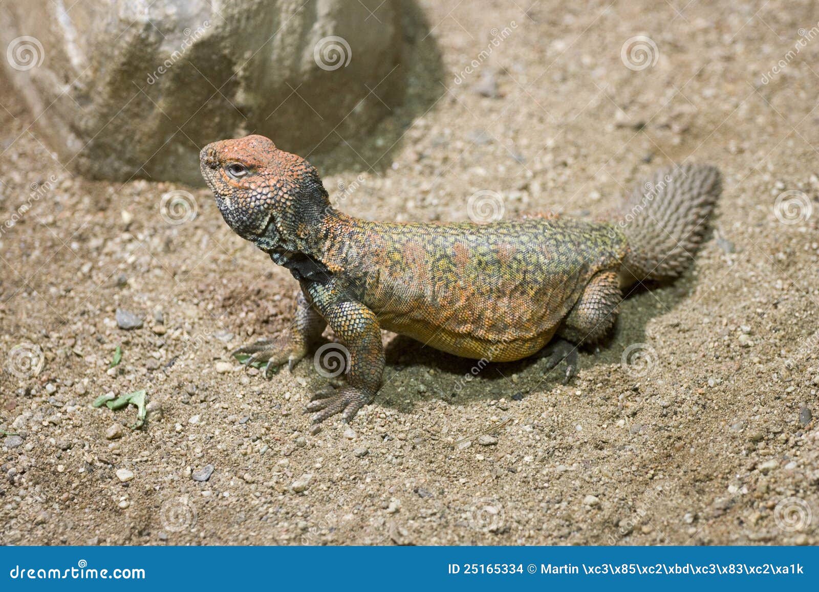 Spiny-tailed Lizard (Uromastyx Acanthinurus) Stock Photo - Image of ...