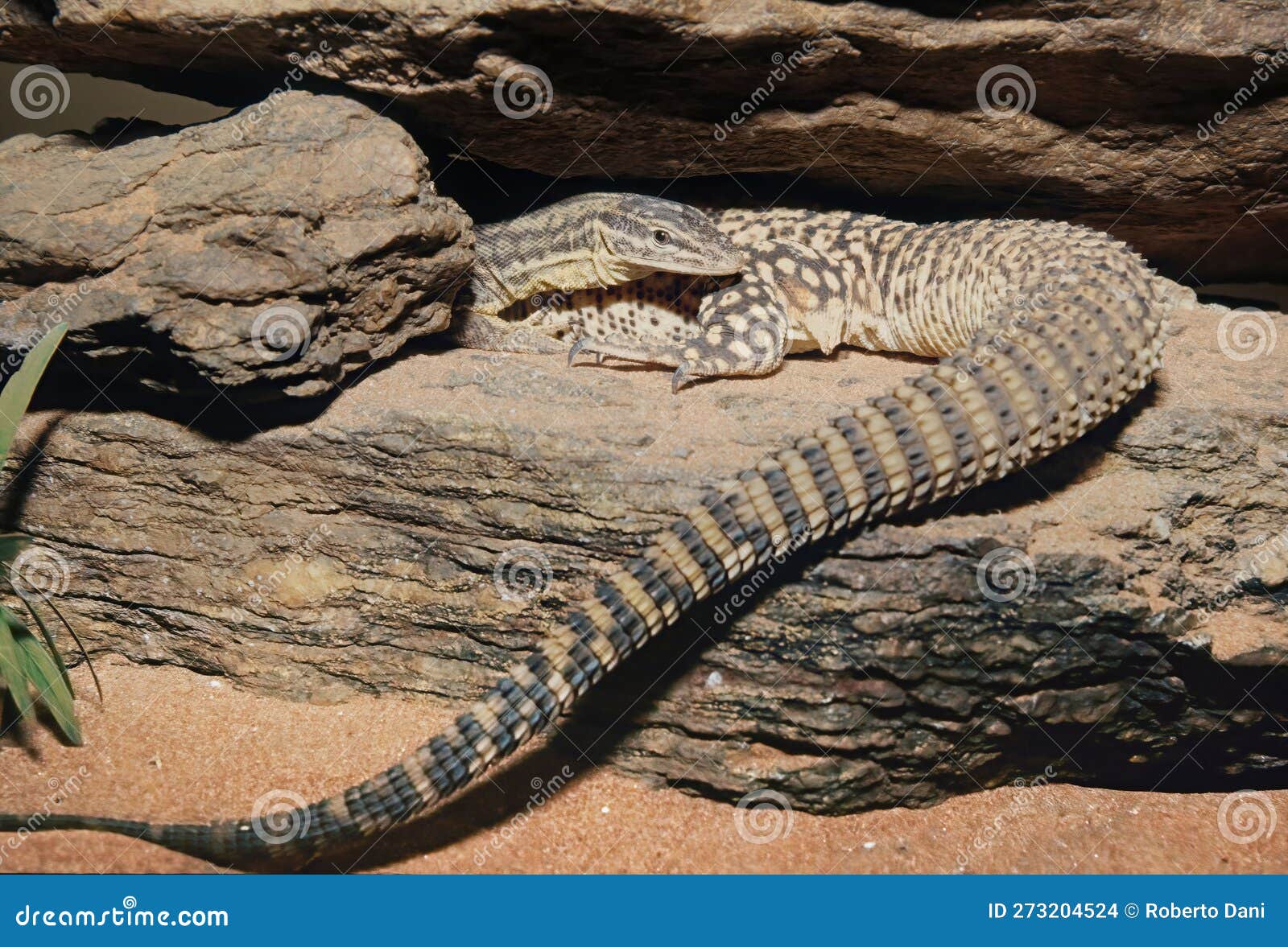 Spiny-tailed monitor stock photo. Image of camouflage - 273204524