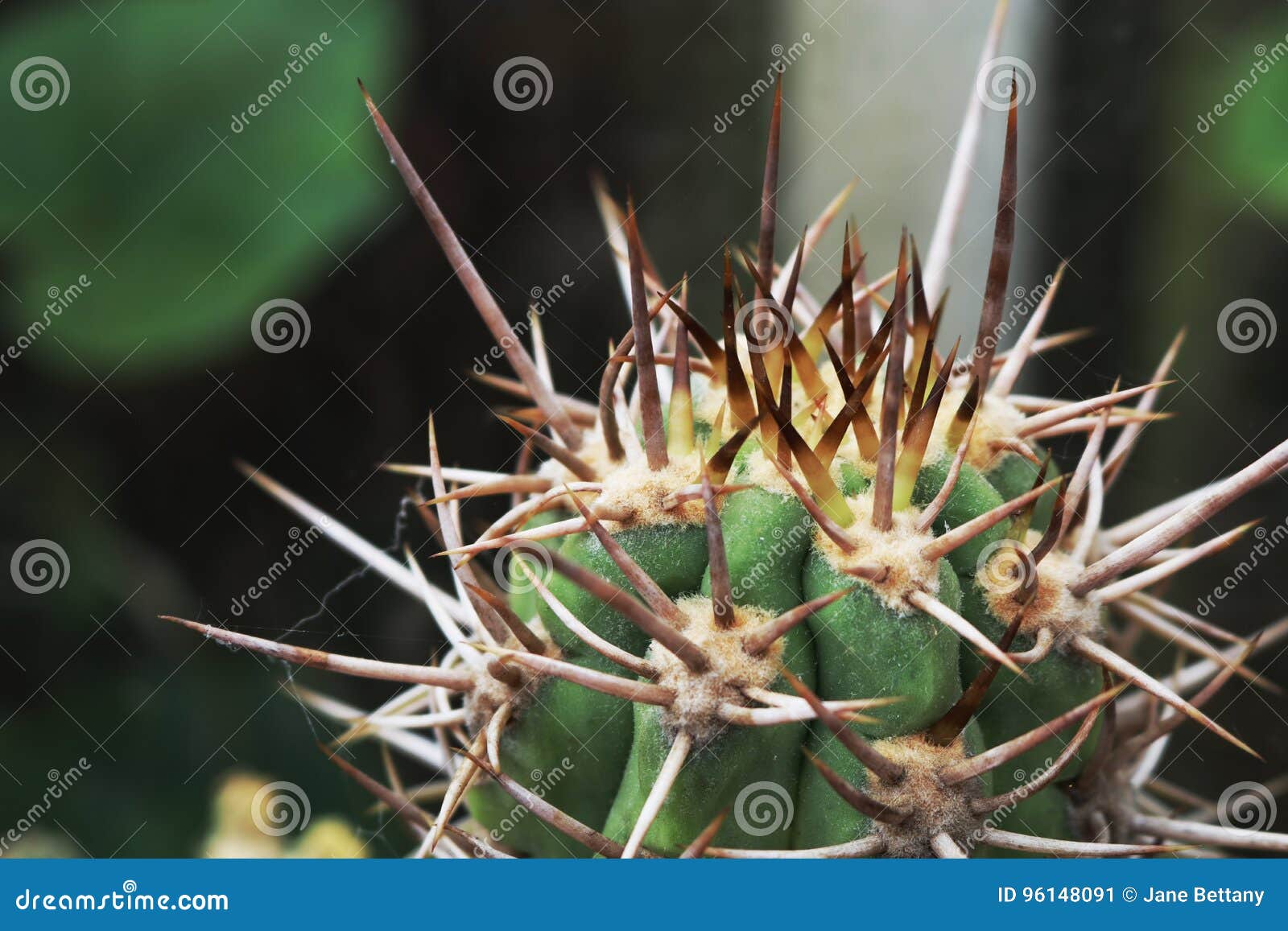 Spiny Tips of a Spiky Cactus Stock Image - Image of spikes, desert ...