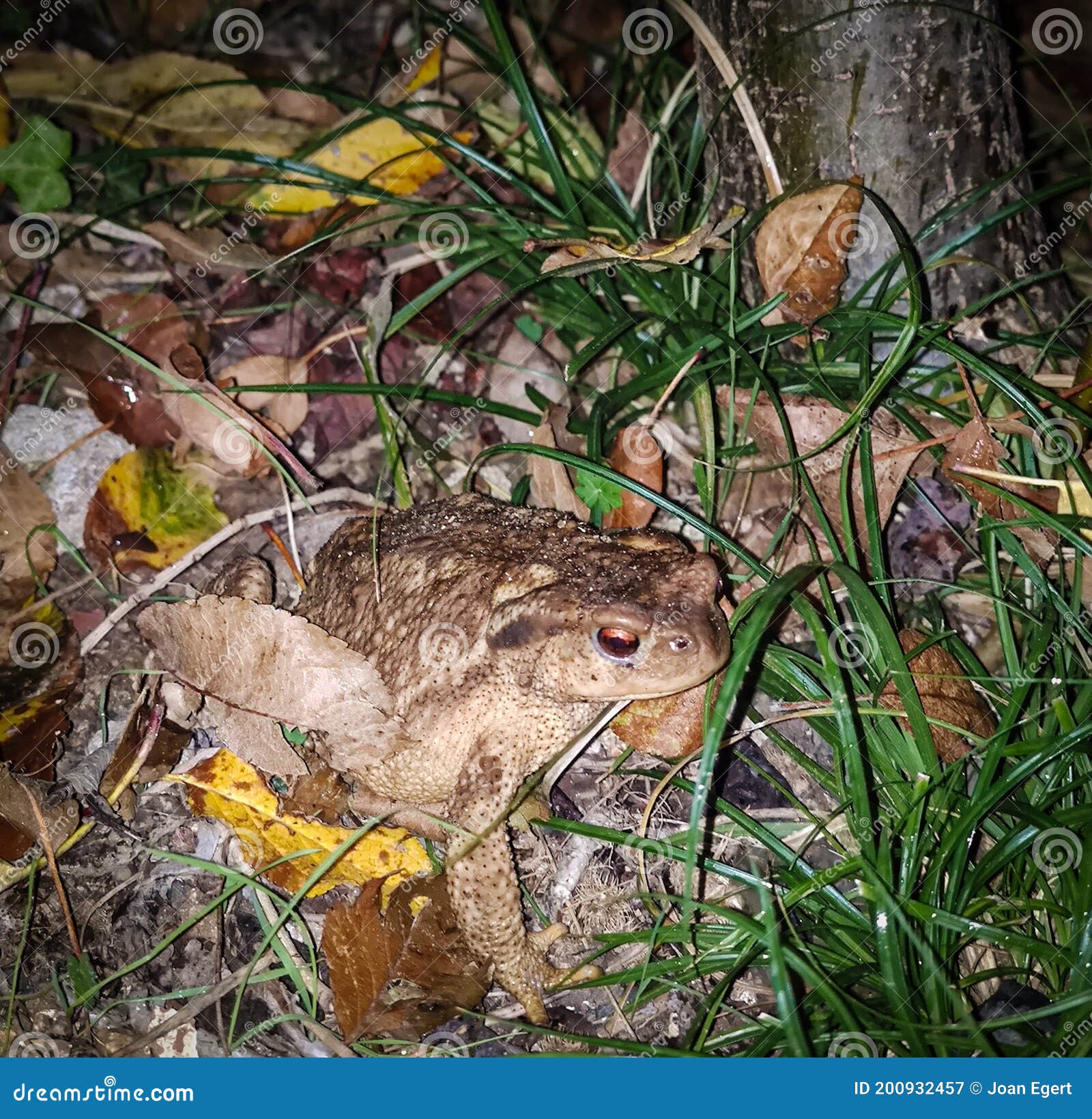 Spiny toad stock image. Image of wildlife, woodland - 200932457