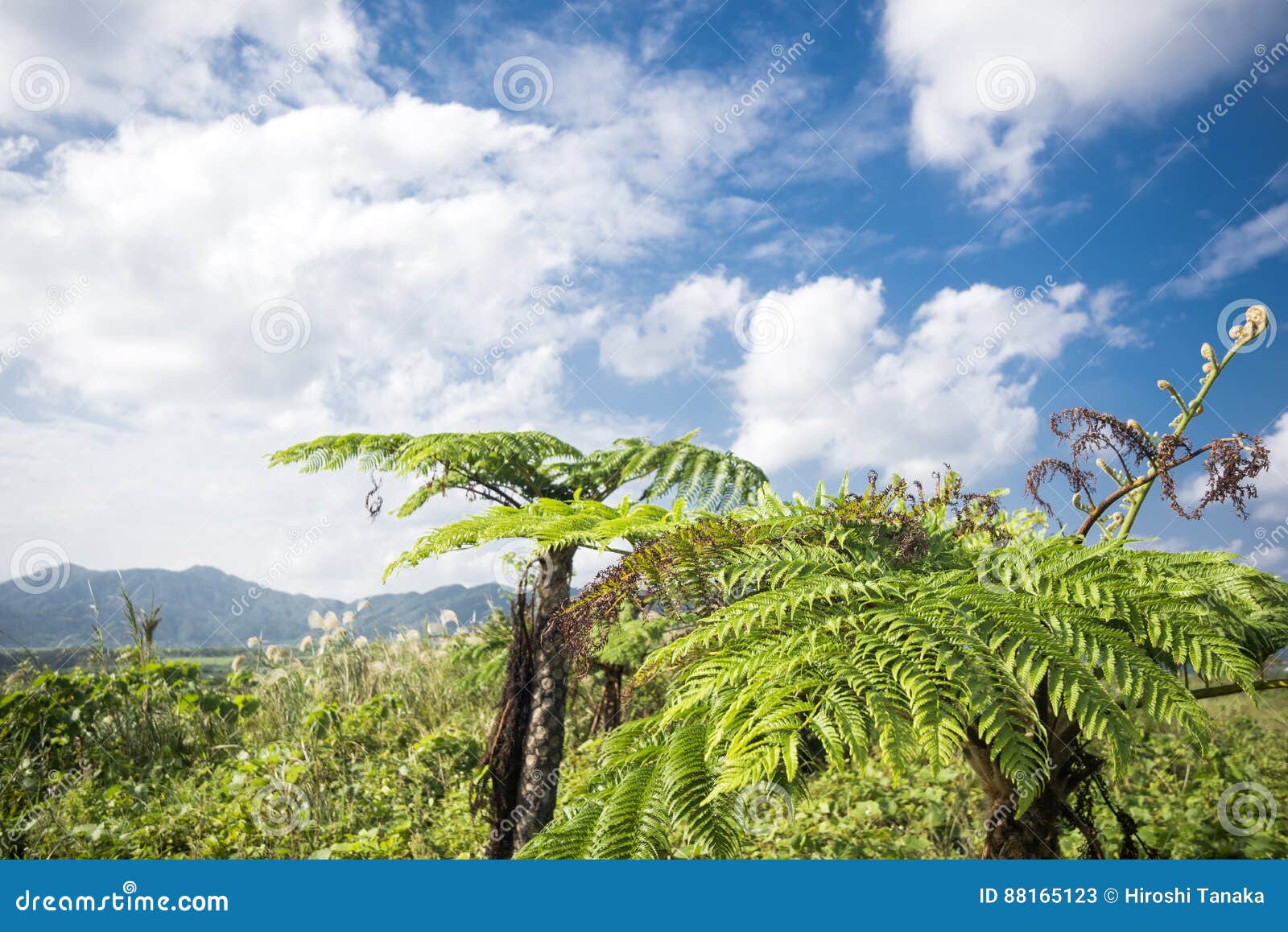 Spiny tree fern stock image. Image of okinawa, nature - 88165123